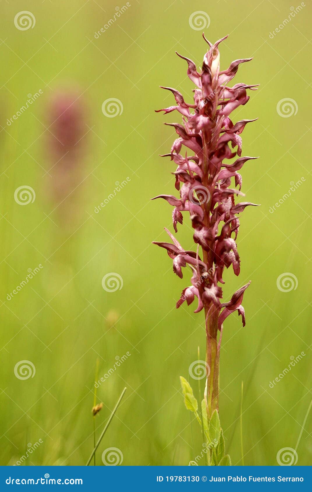 Wild orchid stock photo. Image of nature, natural, orchid - 19783130