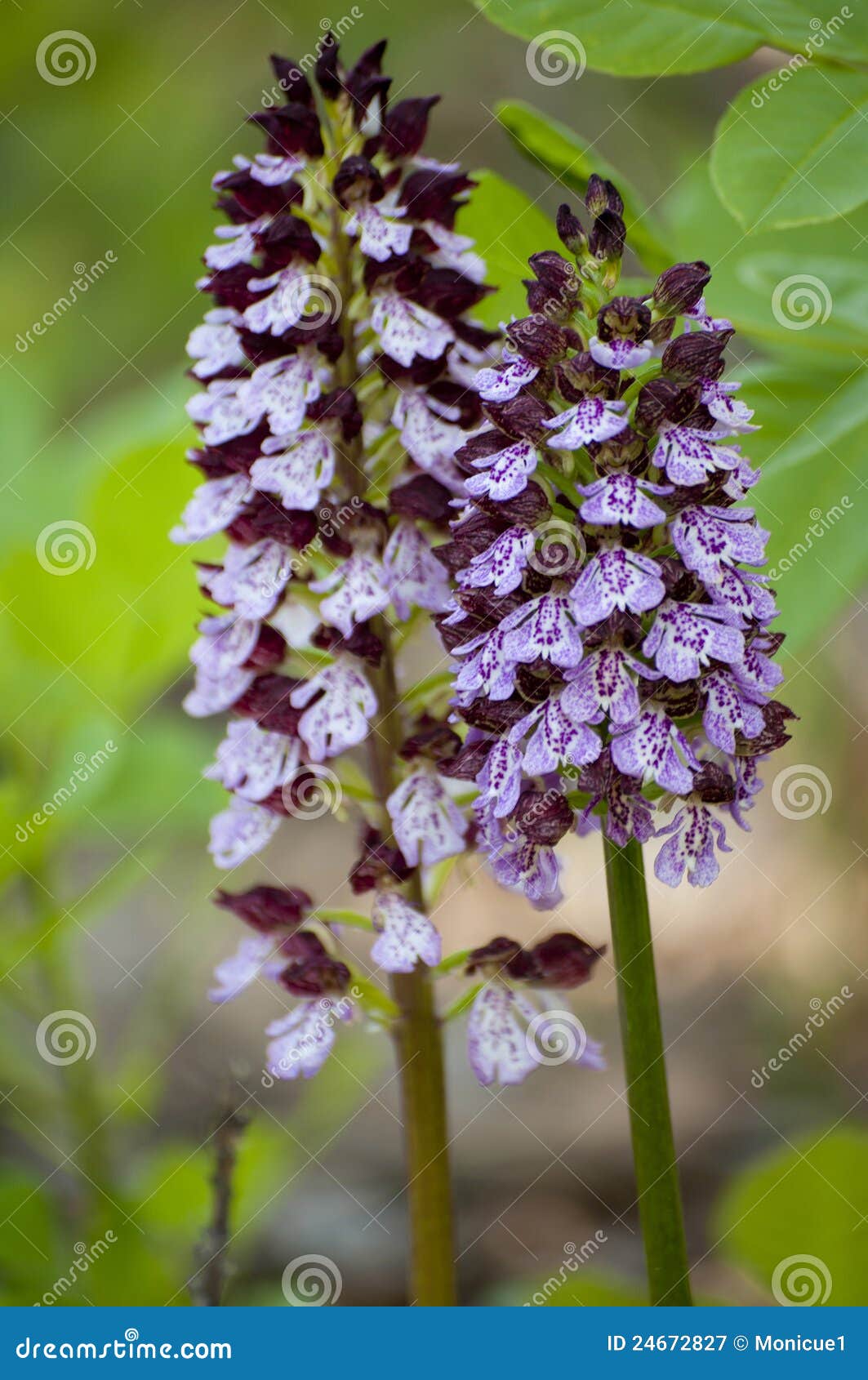 Wild Orchid stock image. Image of close, isolated, garden - 24672827