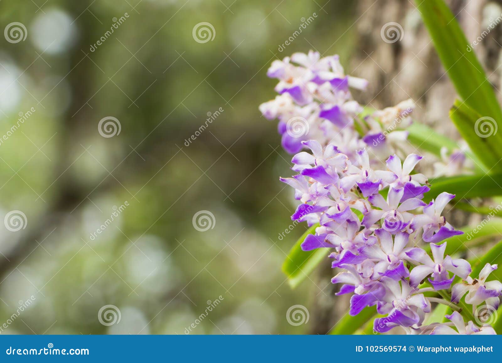 Wild Orchid Background Texture Stock Photo - Image of detail ...