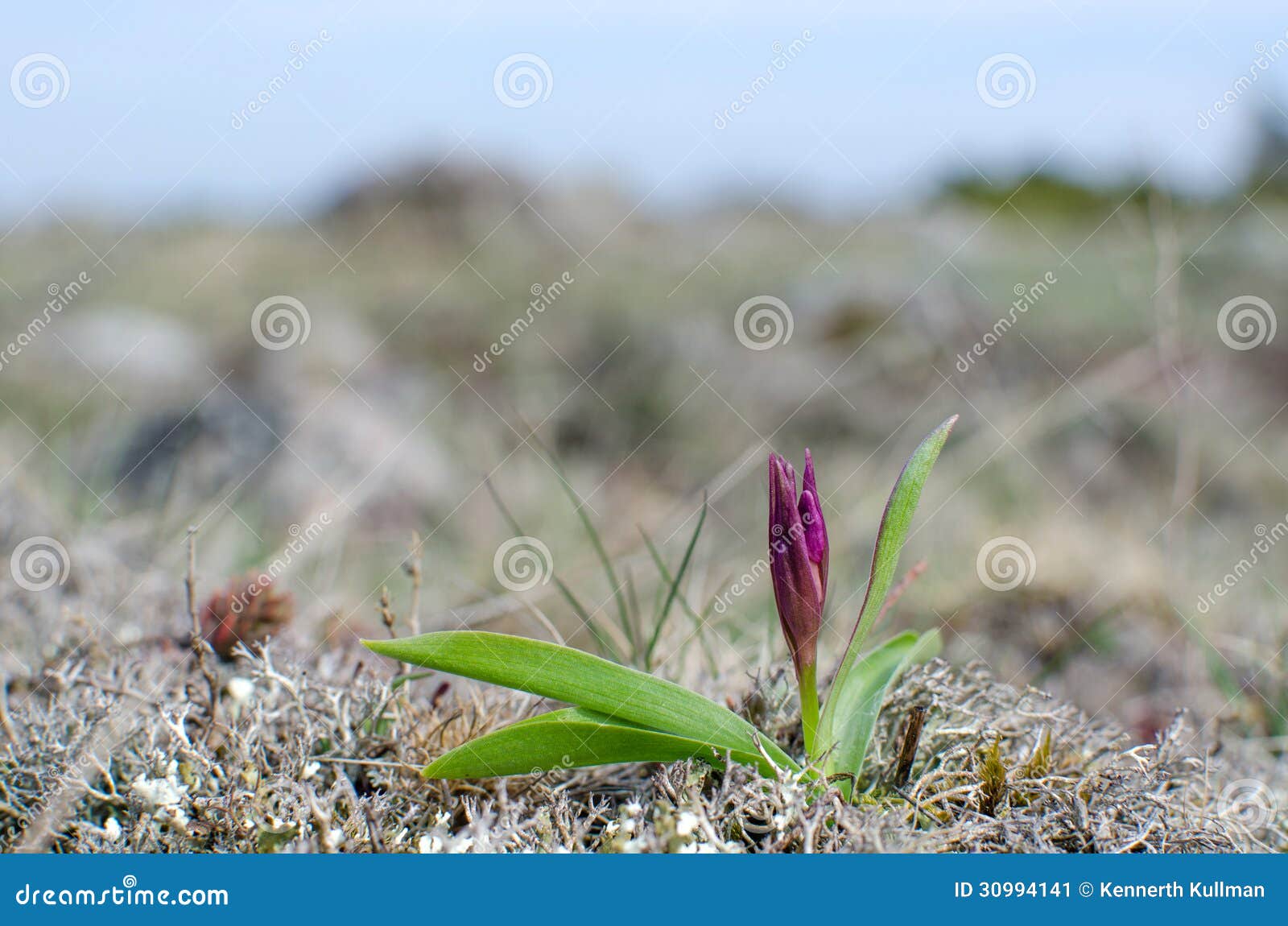 Wild orchid bud stock image. Image of beauty, orchidaceae - 30994141