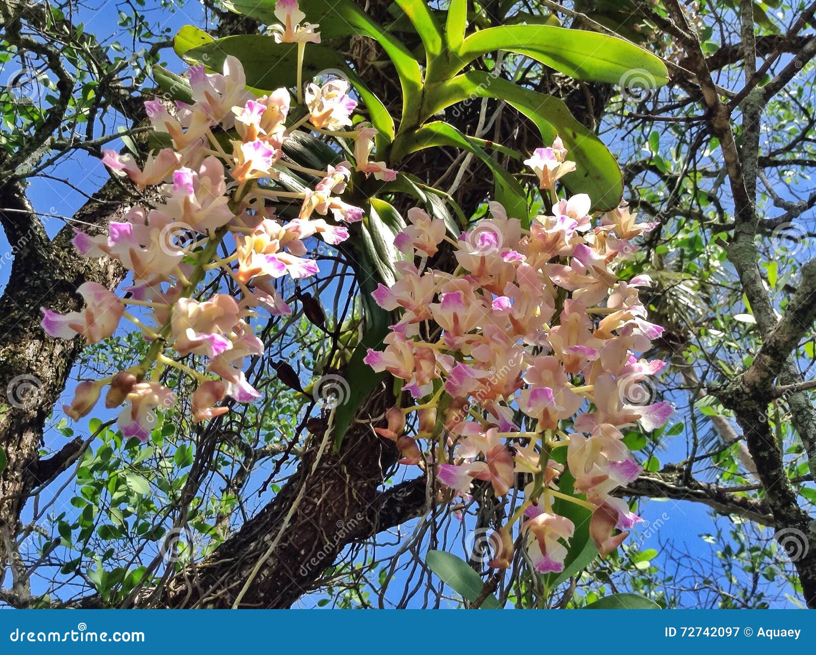 Wild orchid stock image. Image of growing, bloom, bunch - 72742097