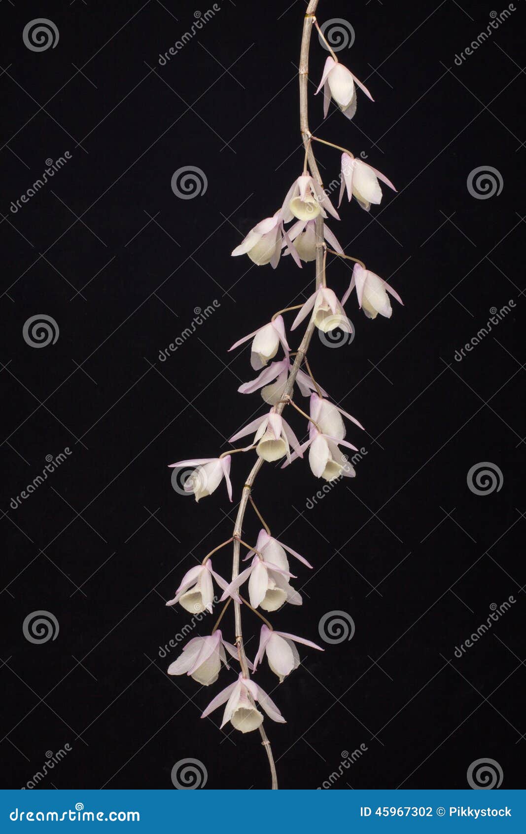 Wild Orchid (Dendrobium Aphyllum) Stock Photo - Image of colourful ...