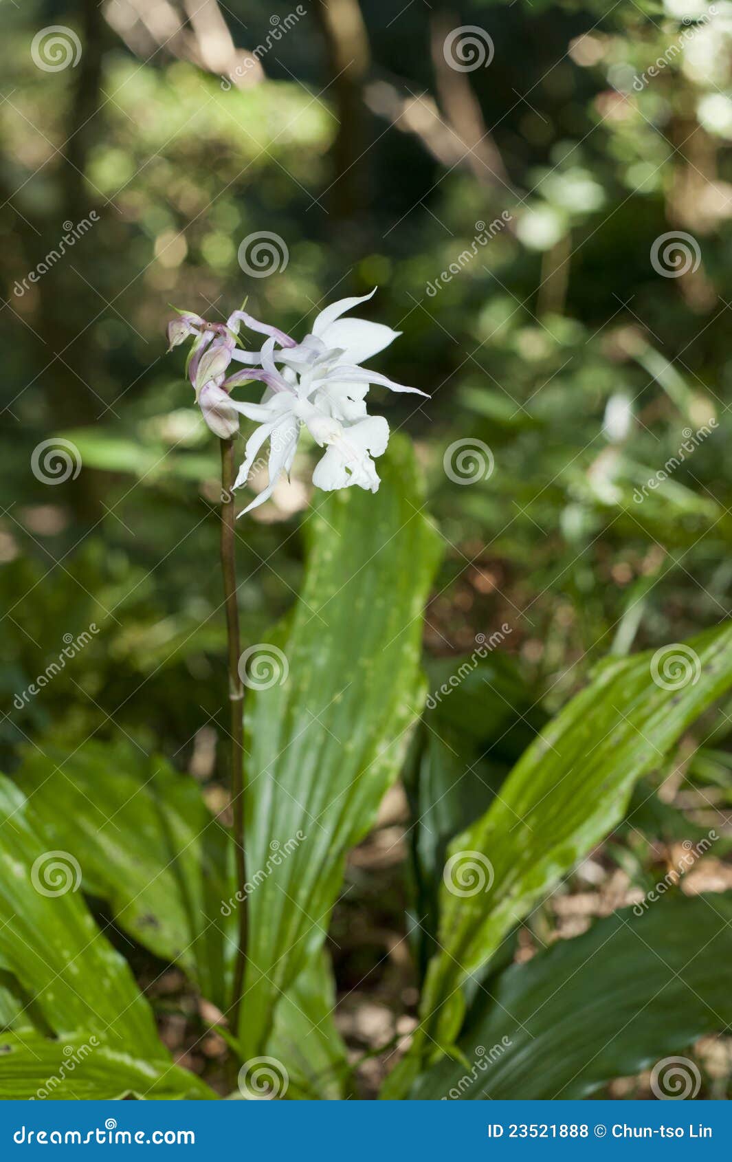 Wild Orchid Flower Bloom on Forest Land Stock Photo - Image of fresh ...