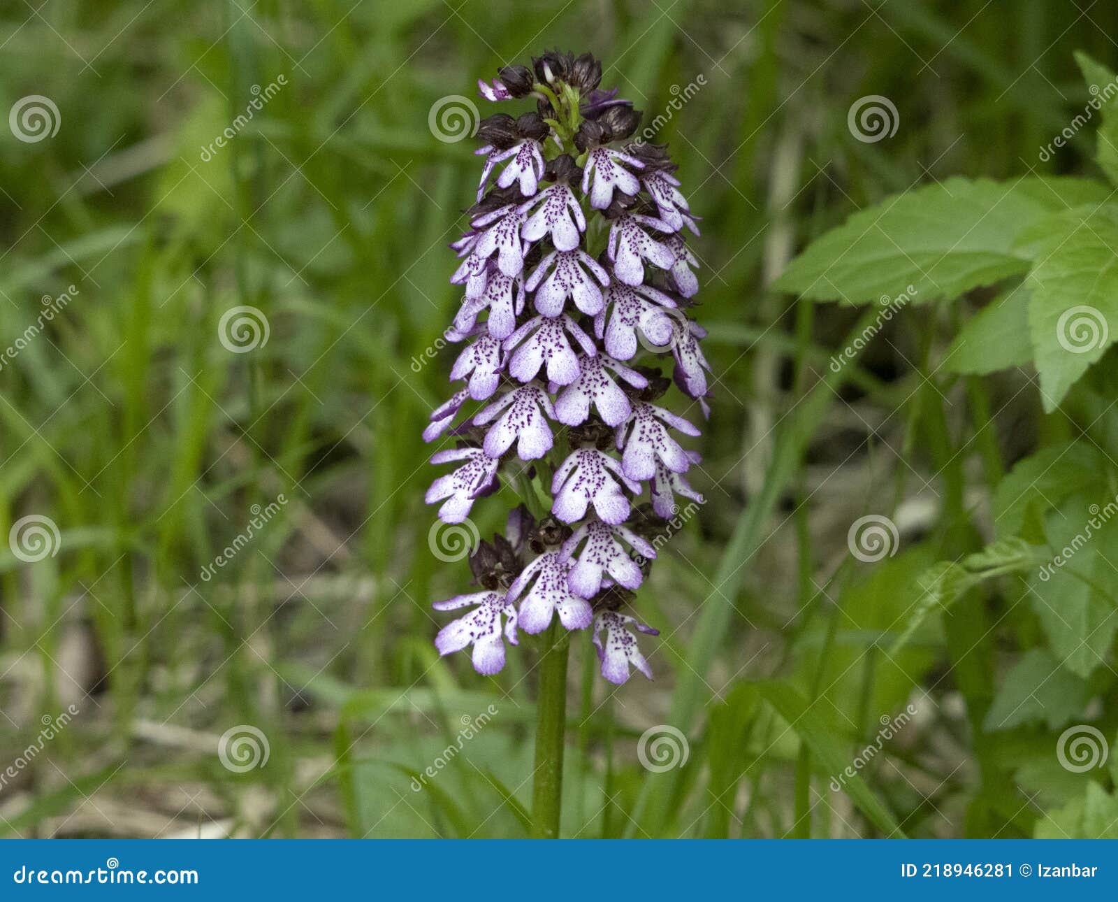 Wild orchid flower stock image. Image of season, wild - 218946281