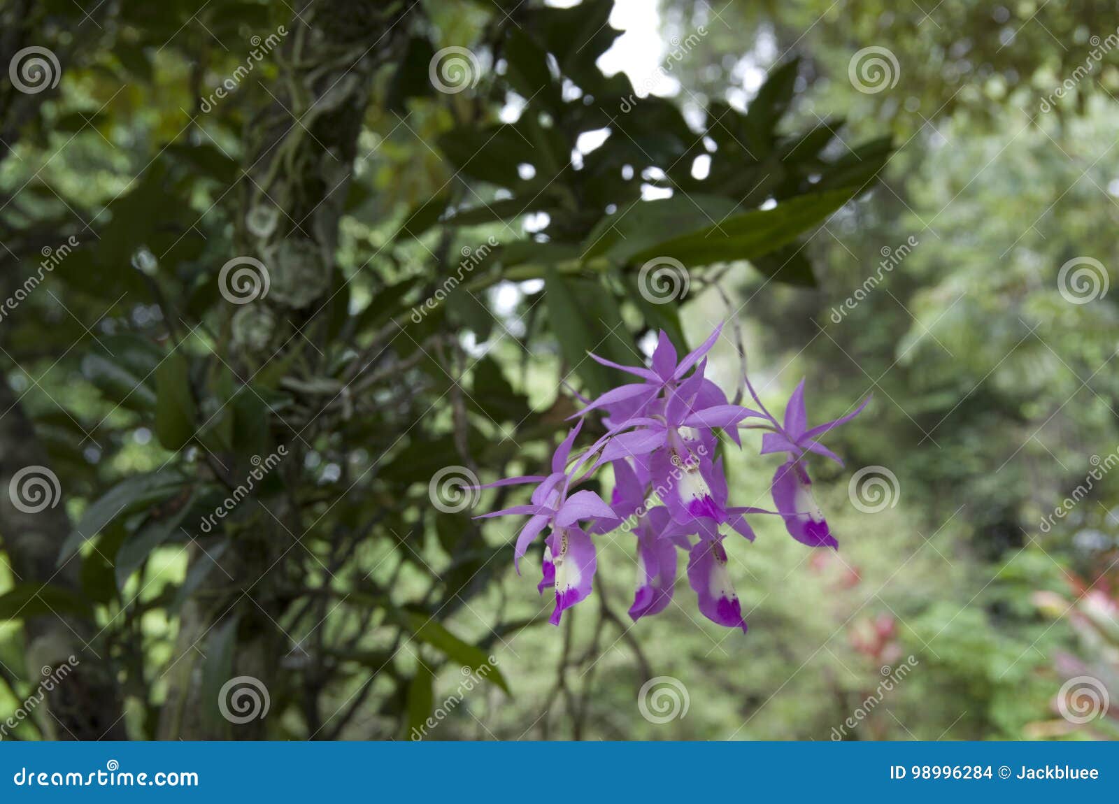Wild orchid flower stock photo. Image of natural, flower - 98996284