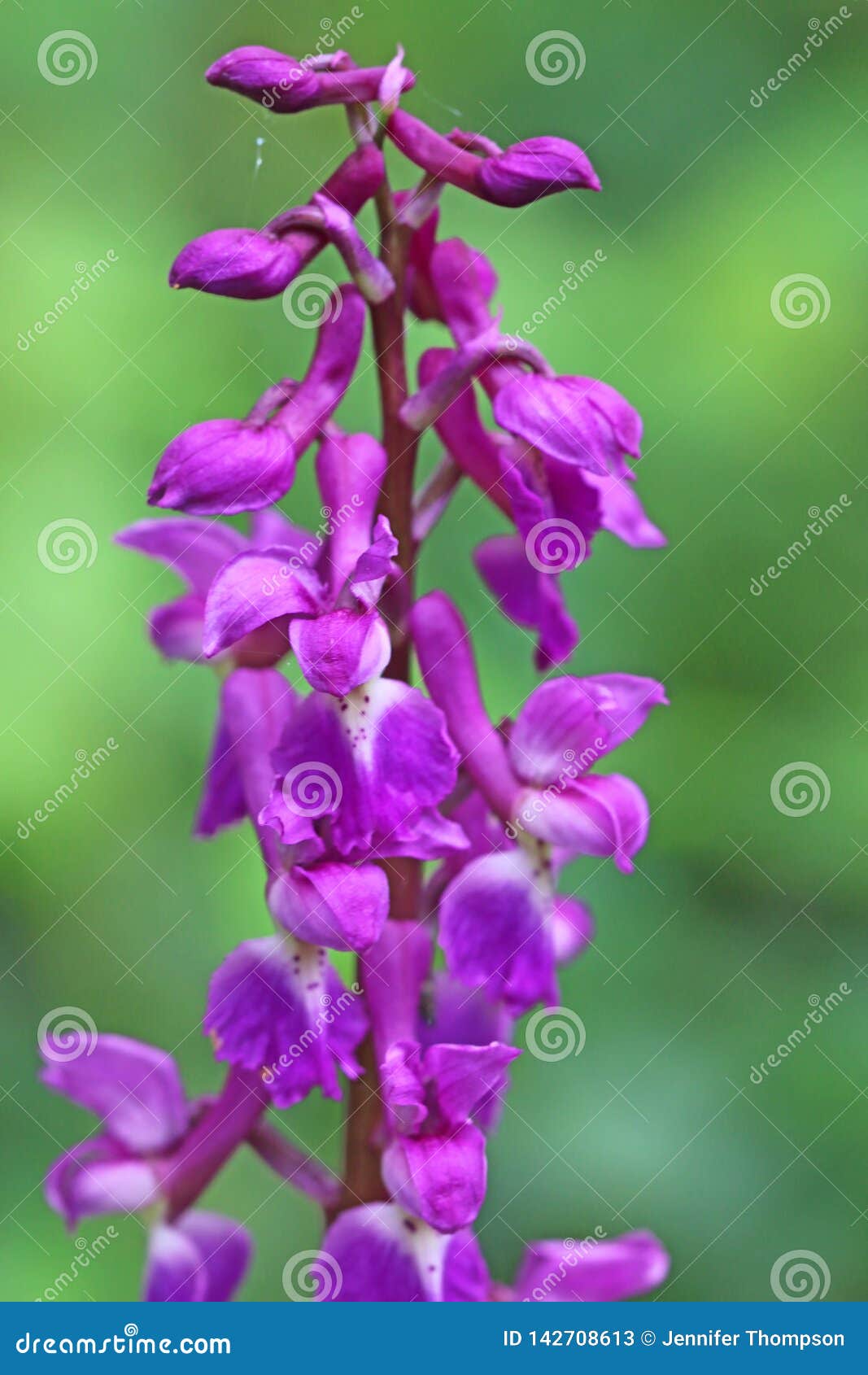 Wild Orchid flower stock image. Image of blossom, garden - 142708613