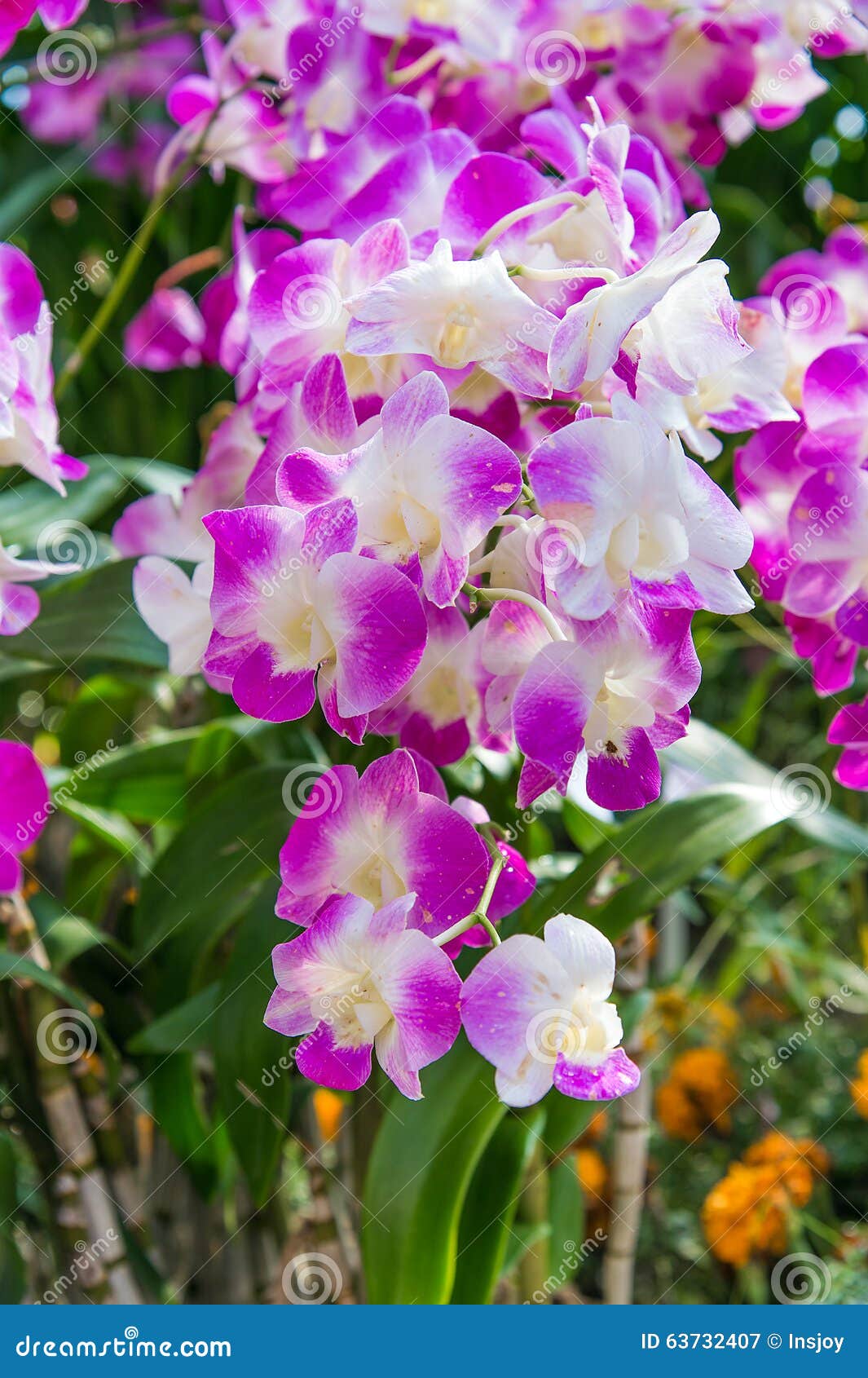 Wild orchid flowers stock image. Image of garden, orchid - 63732407