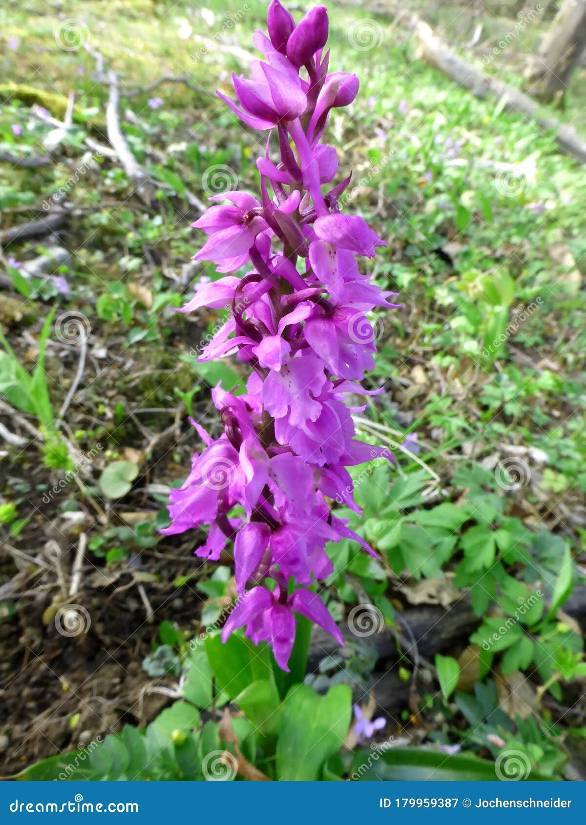 Wild Orchid in Germany in Spring Stock Image - Image of beautiful ...