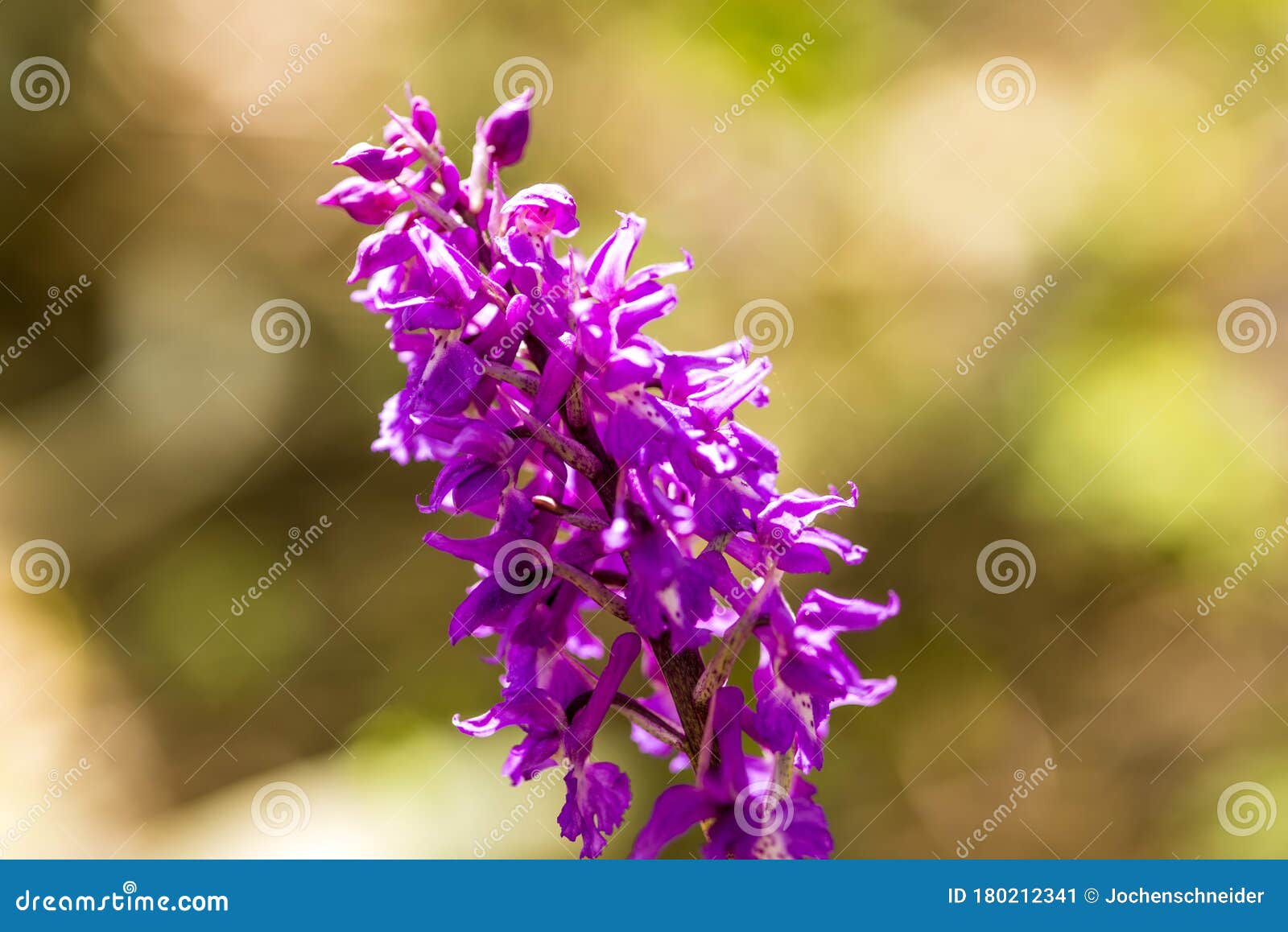 Wild Orchid in Germany in Spring Stock Image - Image of natural ...