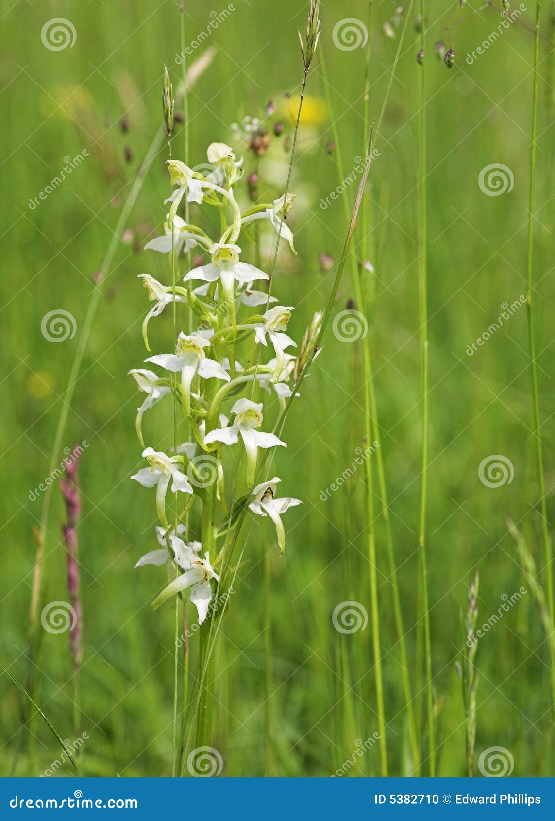 Wild Orchid in a Meadow stock photo. Image of grassland - 5382710