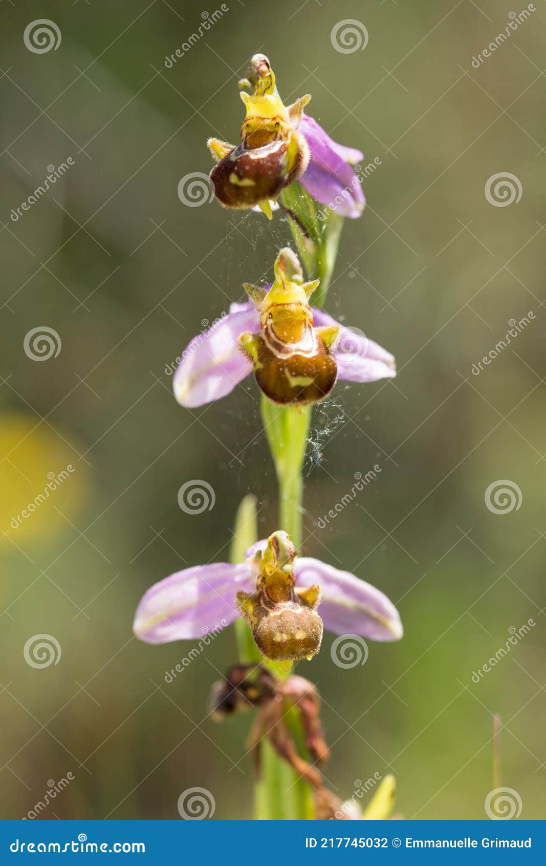 Wild orchid Ophrys bee stock photo. Image of color, orchid - 217745032
