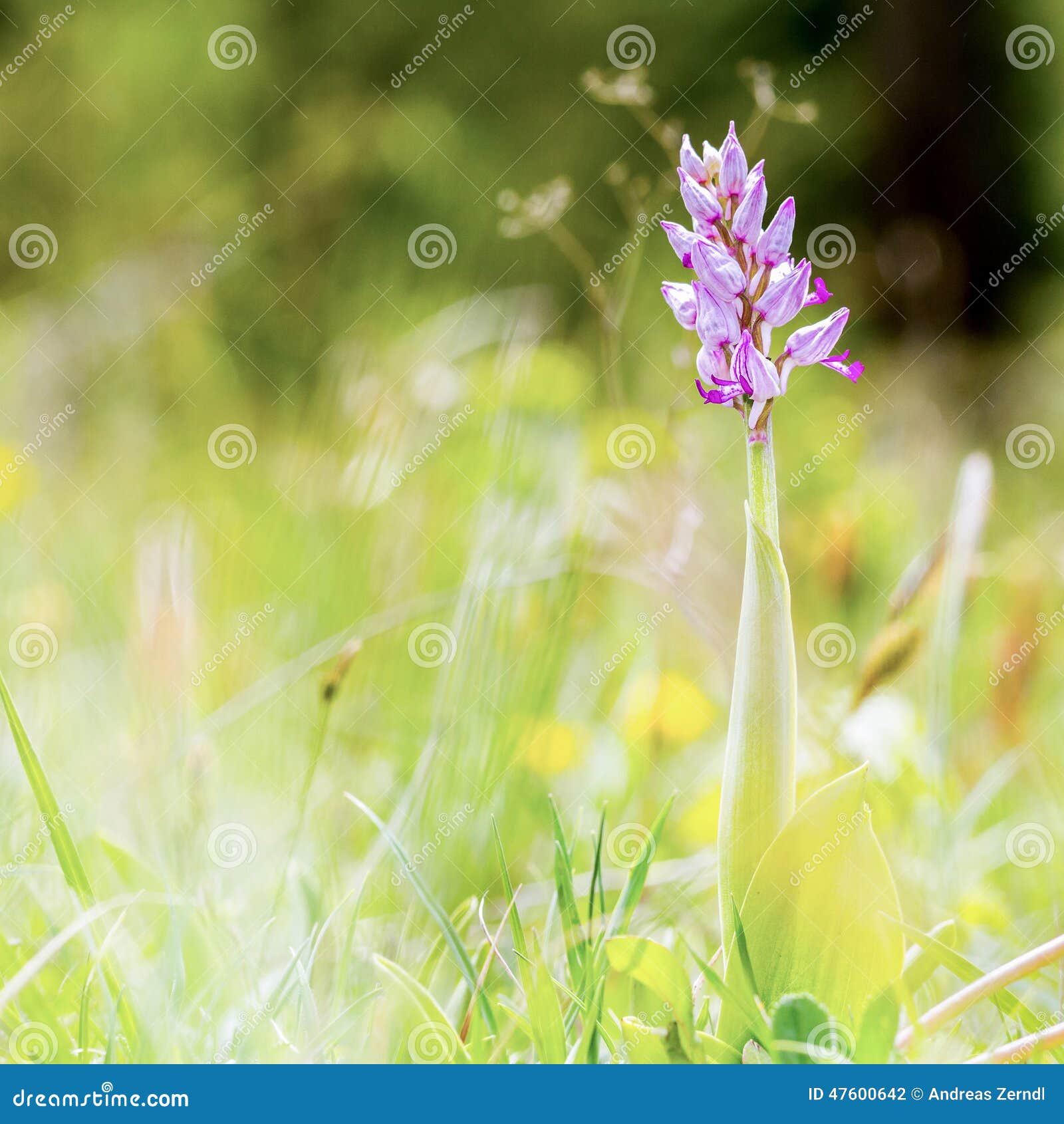 Wild Orchid stock photo. Image of orchid, meadow, pink - 47600642