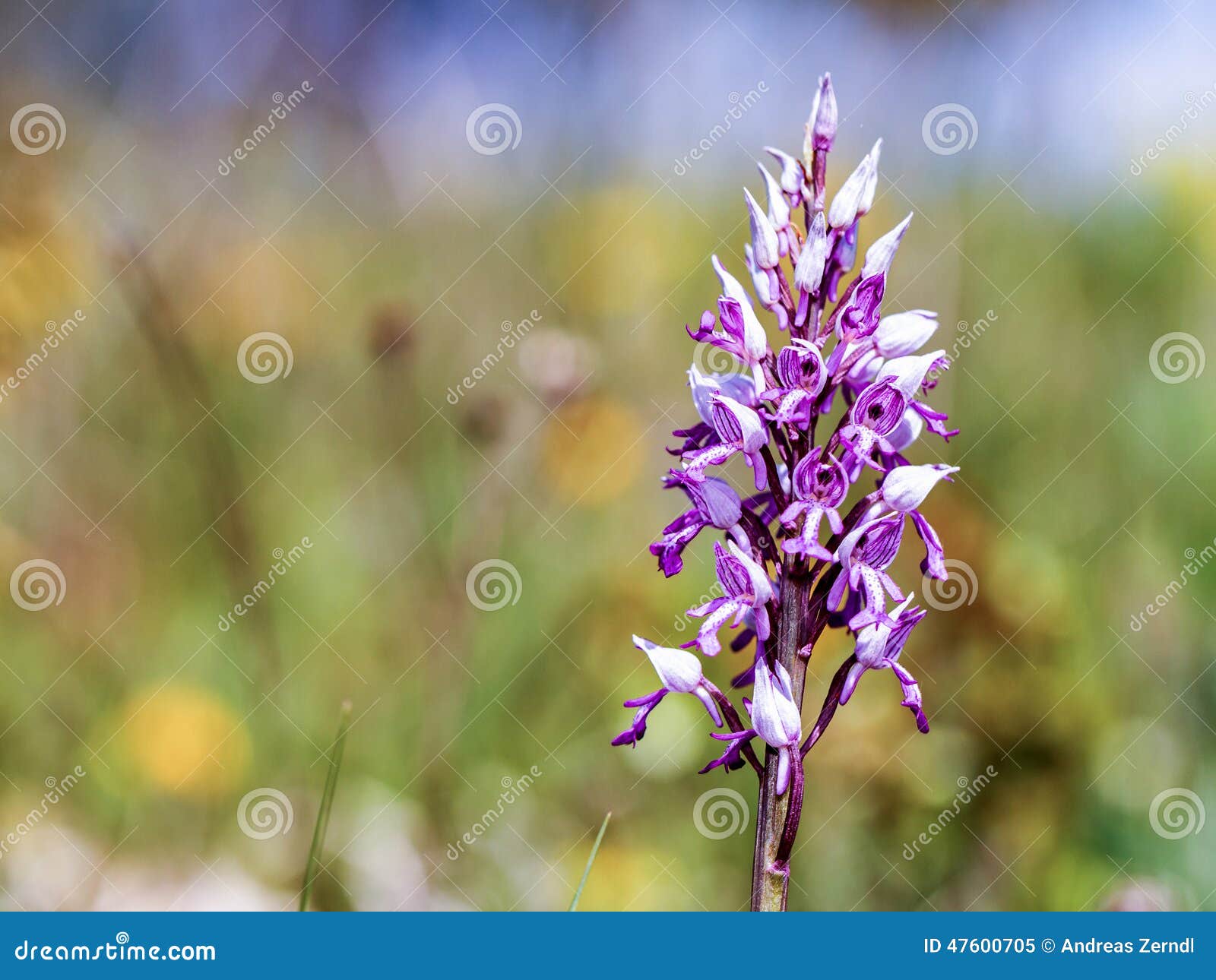 Wild Orchid stock image. Image of bavaria, colorful, botanical - 47600705