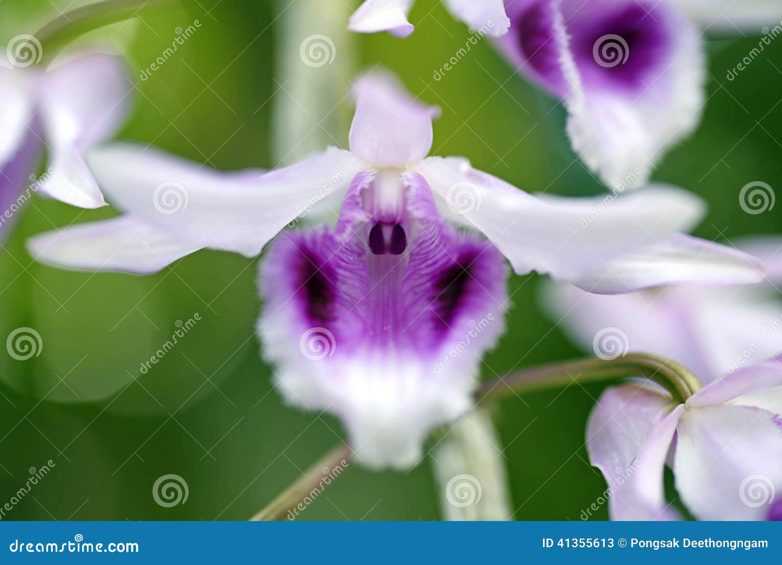Wild orchid in Thailand stock image. Image of tropical - 41355613