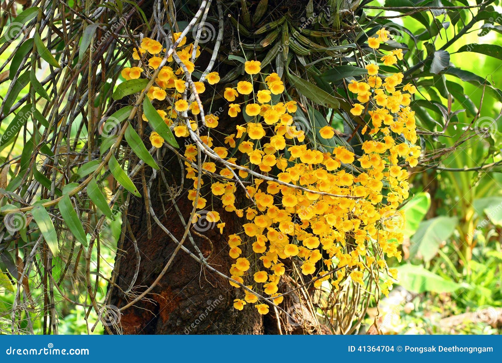 Wild orchid in Thailand stock photo. Image of beauty - 41364704