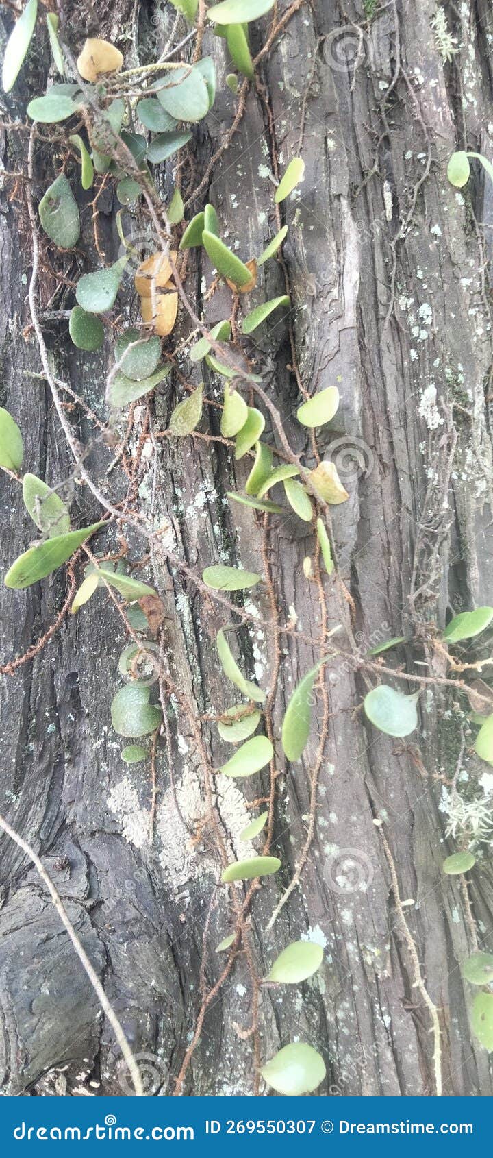 Wild Orchid tree stock image. Image of soil, wildlife - 269550307
