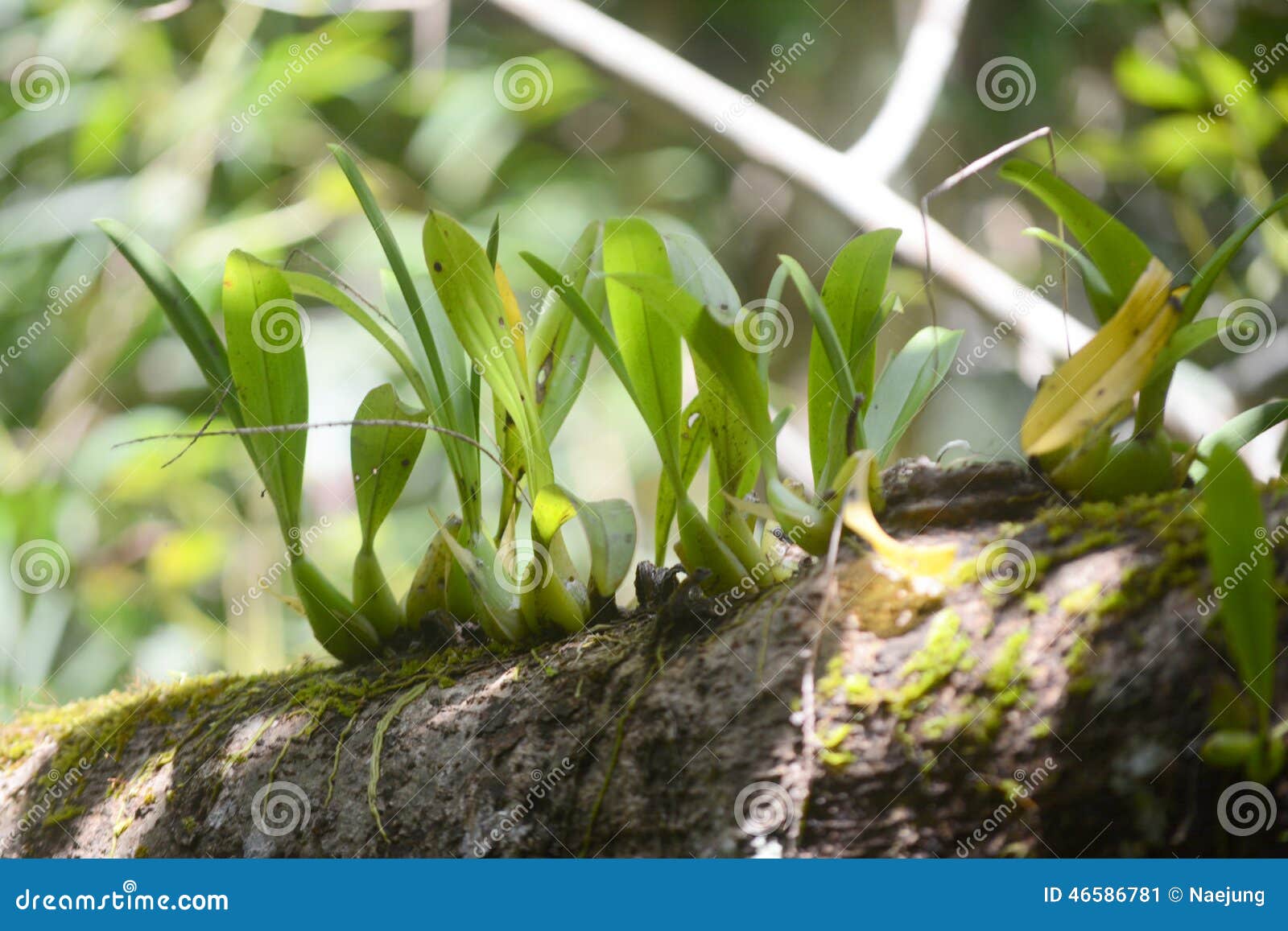 Wild orchid on tree stock image. Image of jungle, botany - 46586781