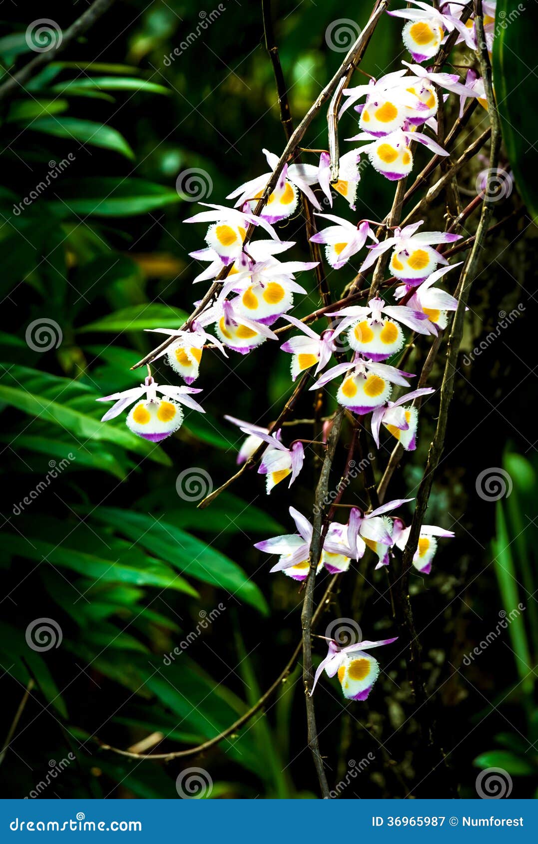 Wild orchids stock image. Image of closeup, nature, orchid - 36965987