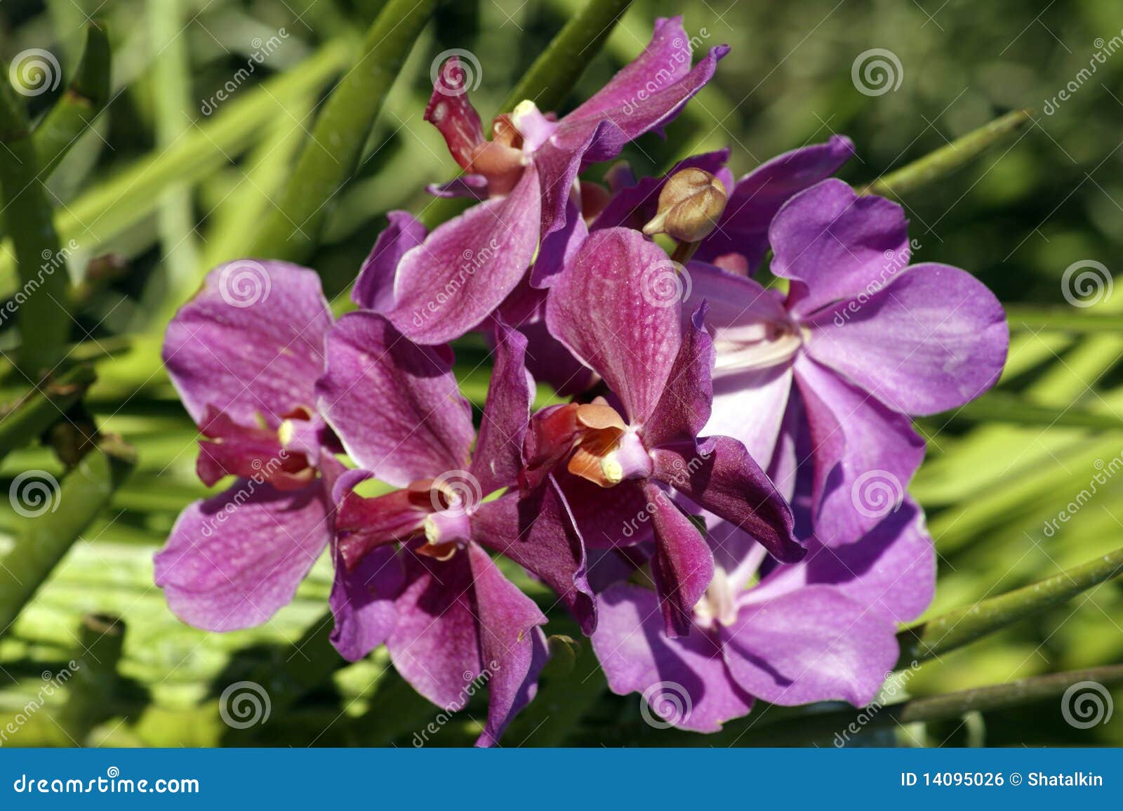 Wild Orchids. Borneo. stock photo. Image of spring, tranquil - 14095026