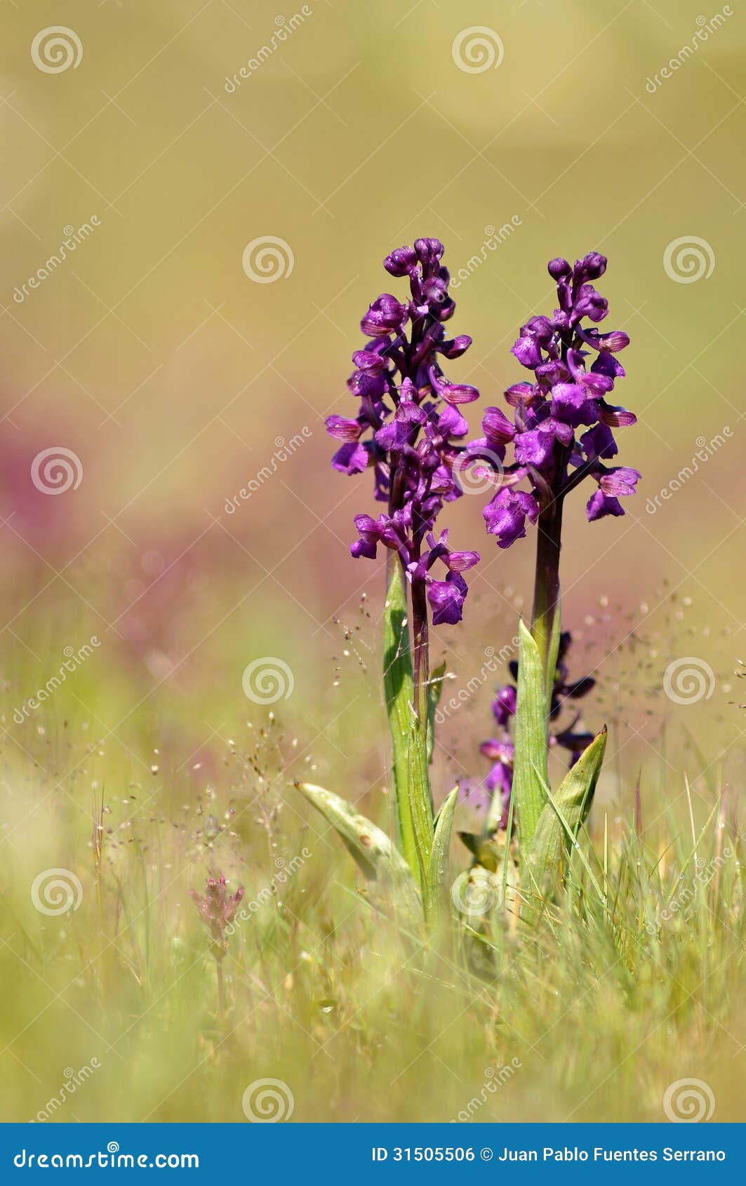 Wild Orchids stock photo. Image of nature, field, natural - 31505506