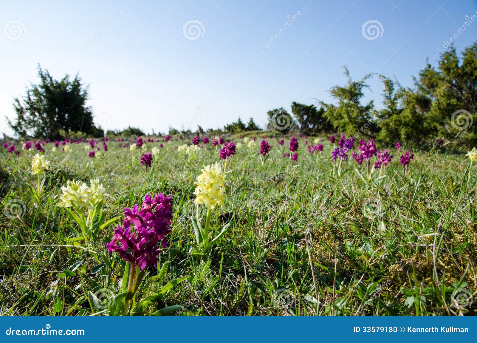 Wild orchids field stock photo. Image of calcareous, nature - 33579180