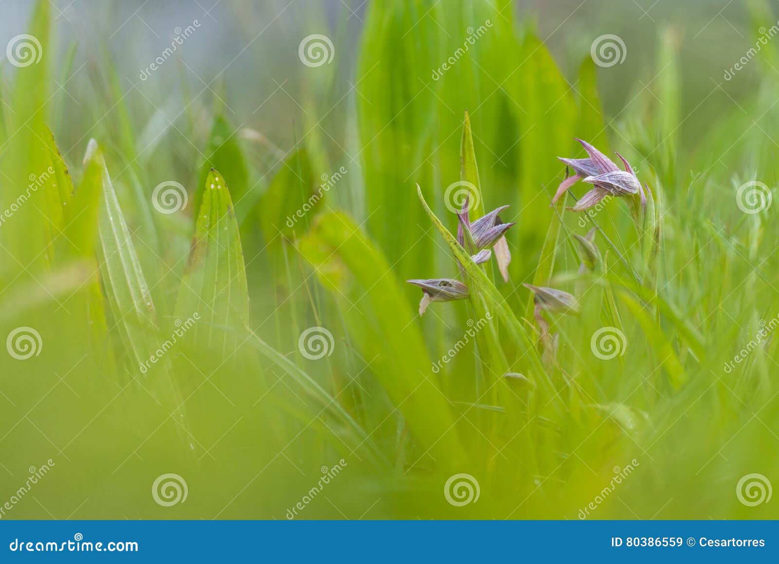 Wild orchids in the field stock image. Image of environmental - 80386559