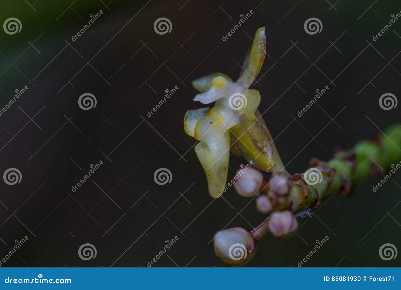 Wild Orchids in Forest of Thailand Stock Photo - Image of tropical ...