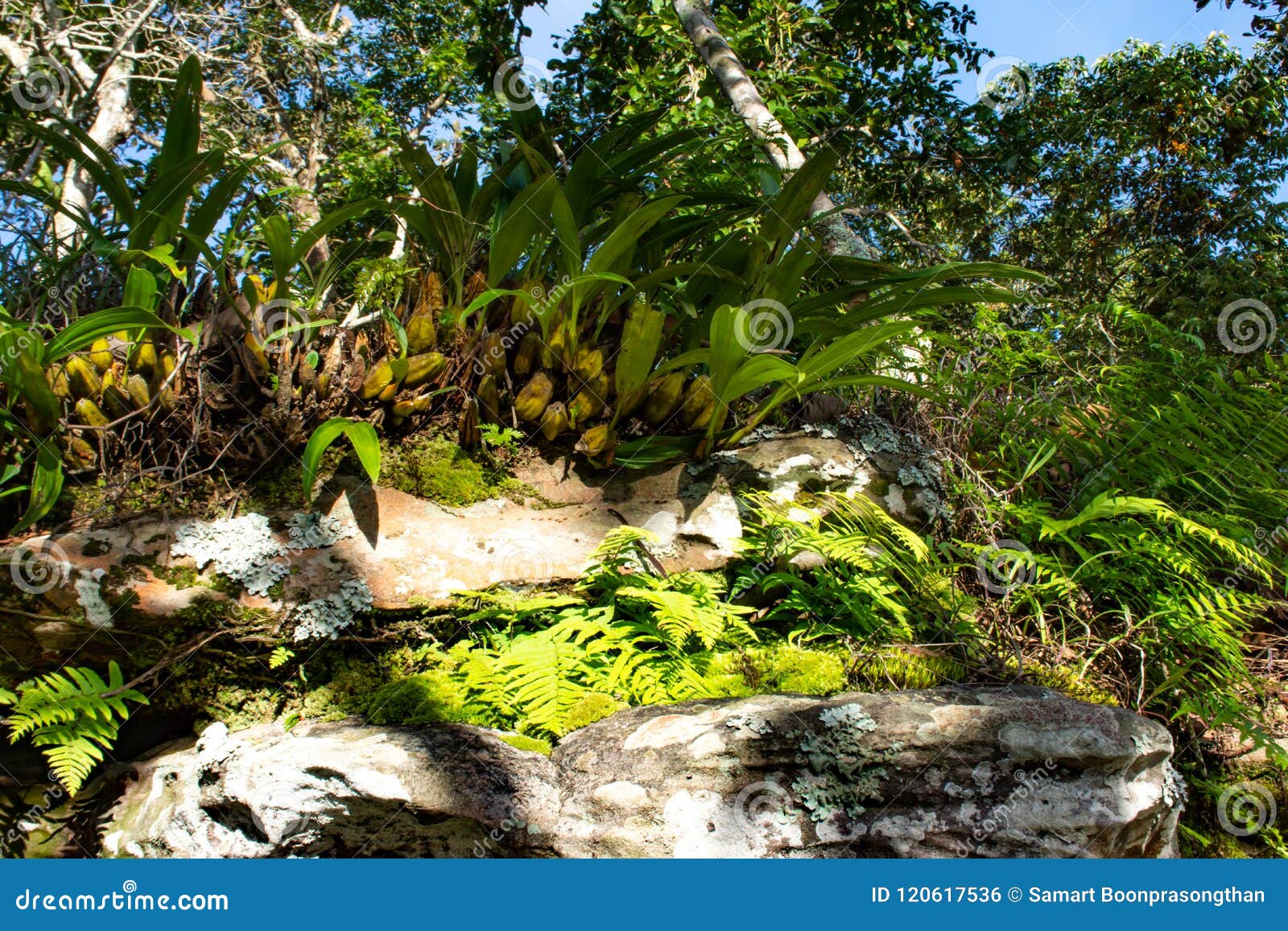 Wild Orchids that Grow on Rocks. Stock Photo - Image of blooming ...