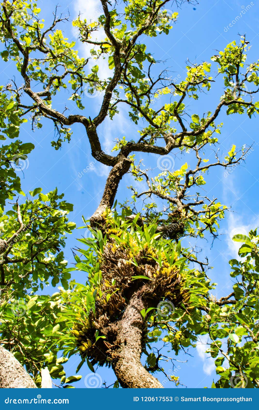 Wild Orchids that Grow on Trees. Stock Image - Image of blooming ...