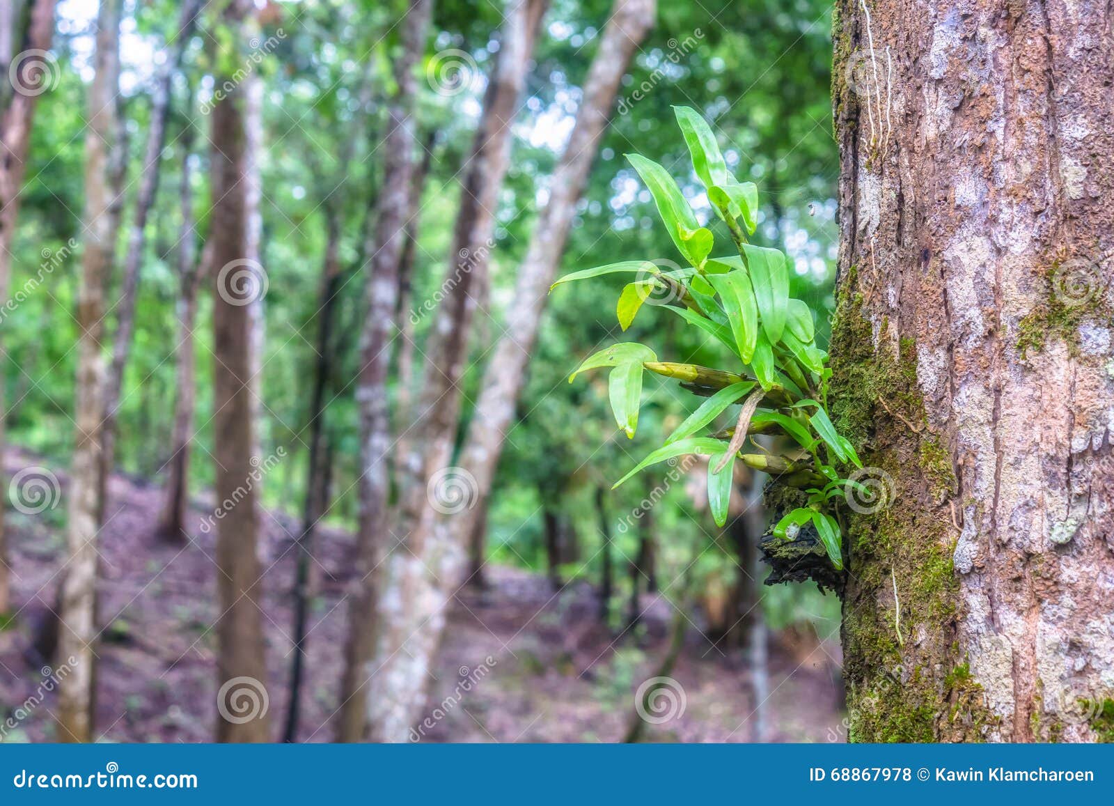 Wild Orchids on Tree in Rainforest Stock Photo - Image of plant ...