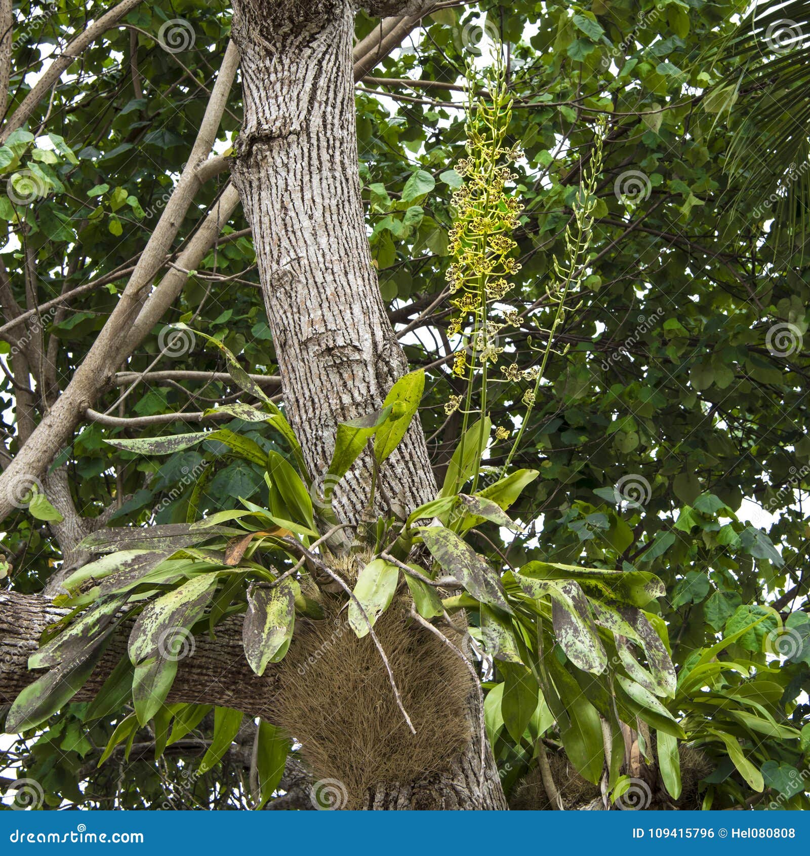 Wild Orchids On Tree, Komodo Island, Indonesia Royalty-Free Stock ...