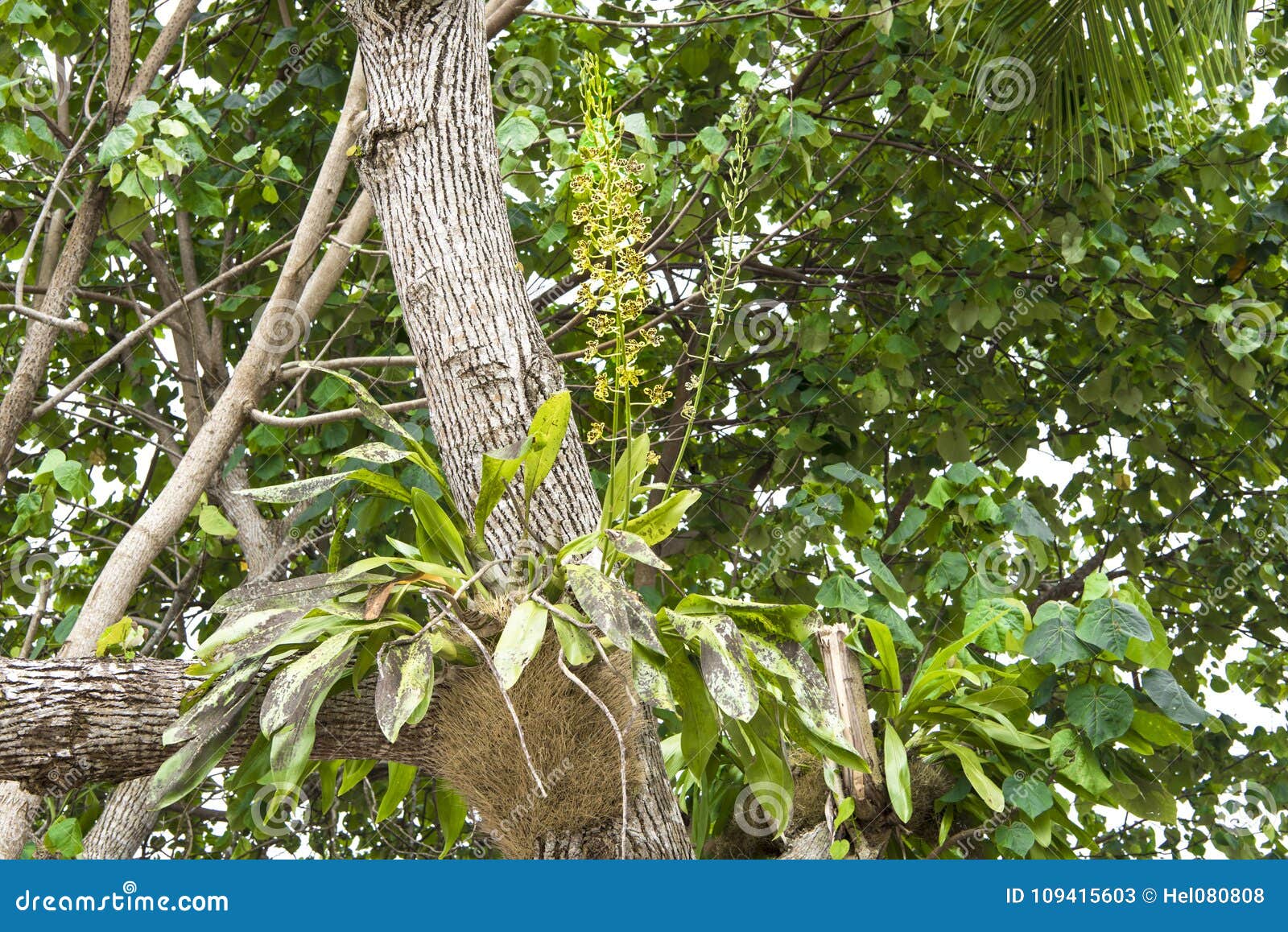 Wild Orchids in Tropical Forest Stock Image - Image of blooms, orchid ...