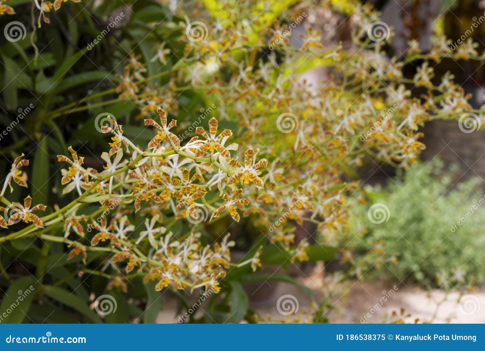 Wild orchids stock image. Image of green, acampe, environment - 186538375