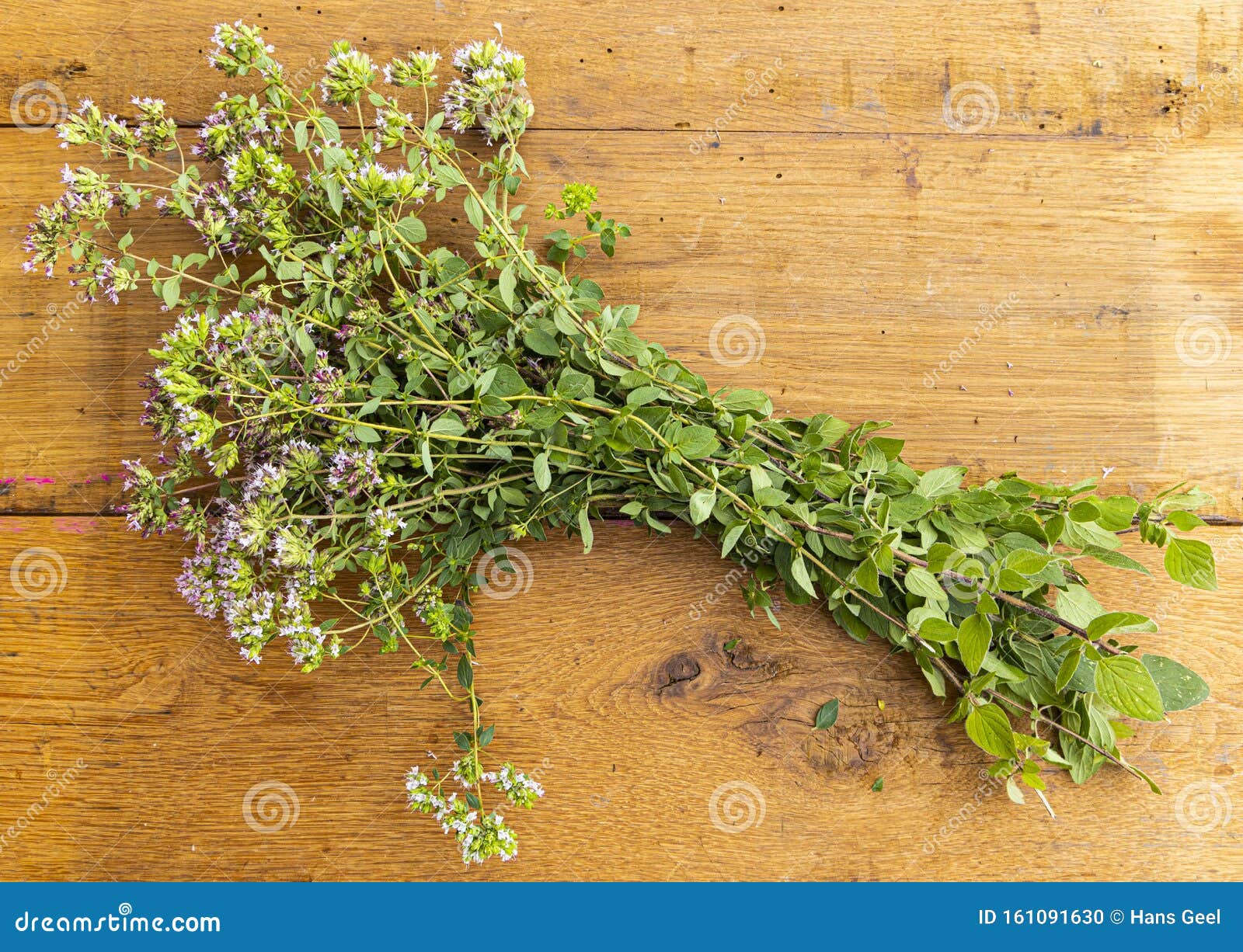 Wild Oregano from the Countryside Stock Photo - Image of organic ...