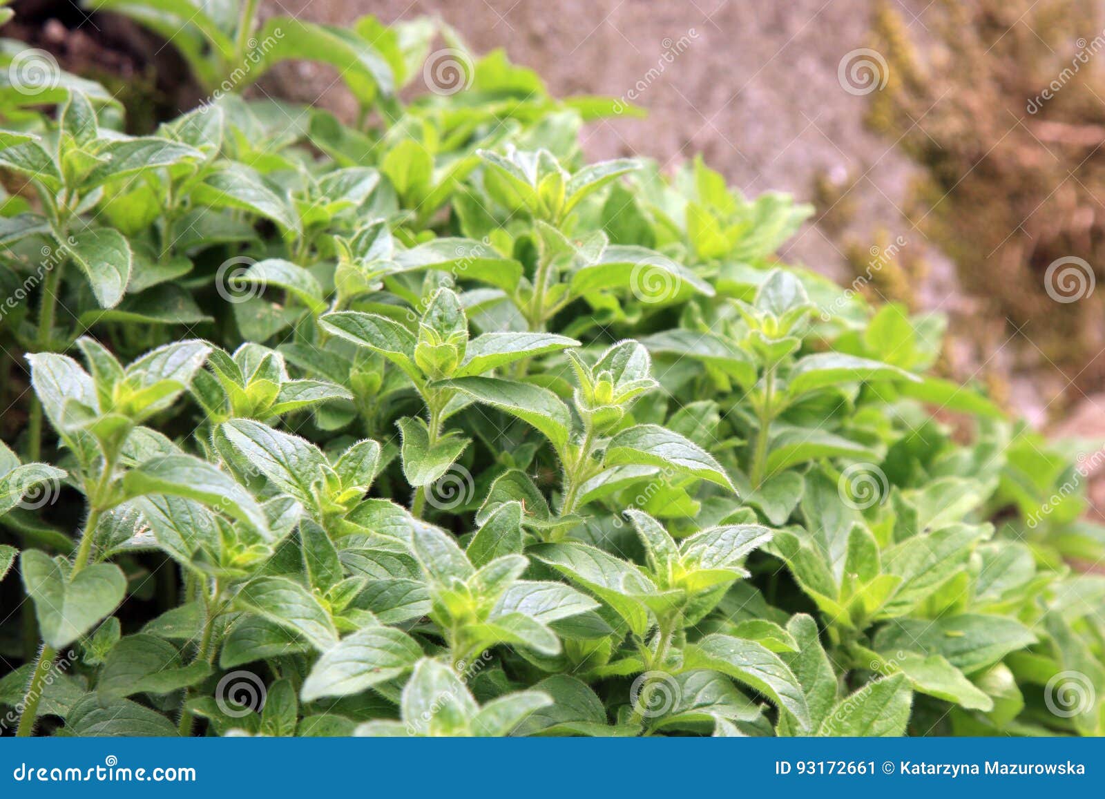 Wild oregano stock image. Image of gardening, macro, cooking - 93172661