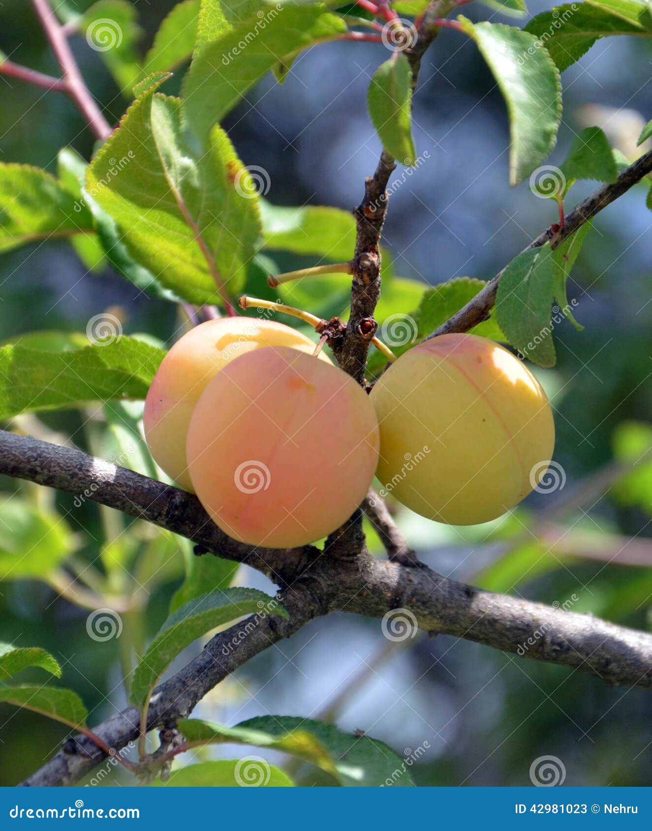 Wild Organic Plums on a Branch Stock Image - Image of color, bloom ...