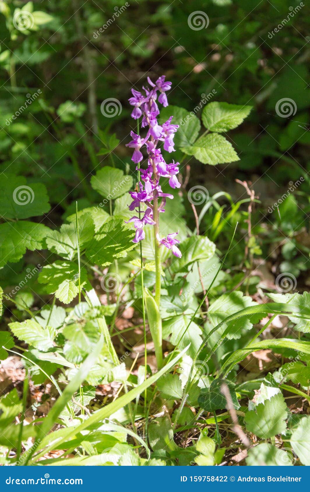 Wild Orich Blossom in Western Germany Stock Photo - Image of botanical ...