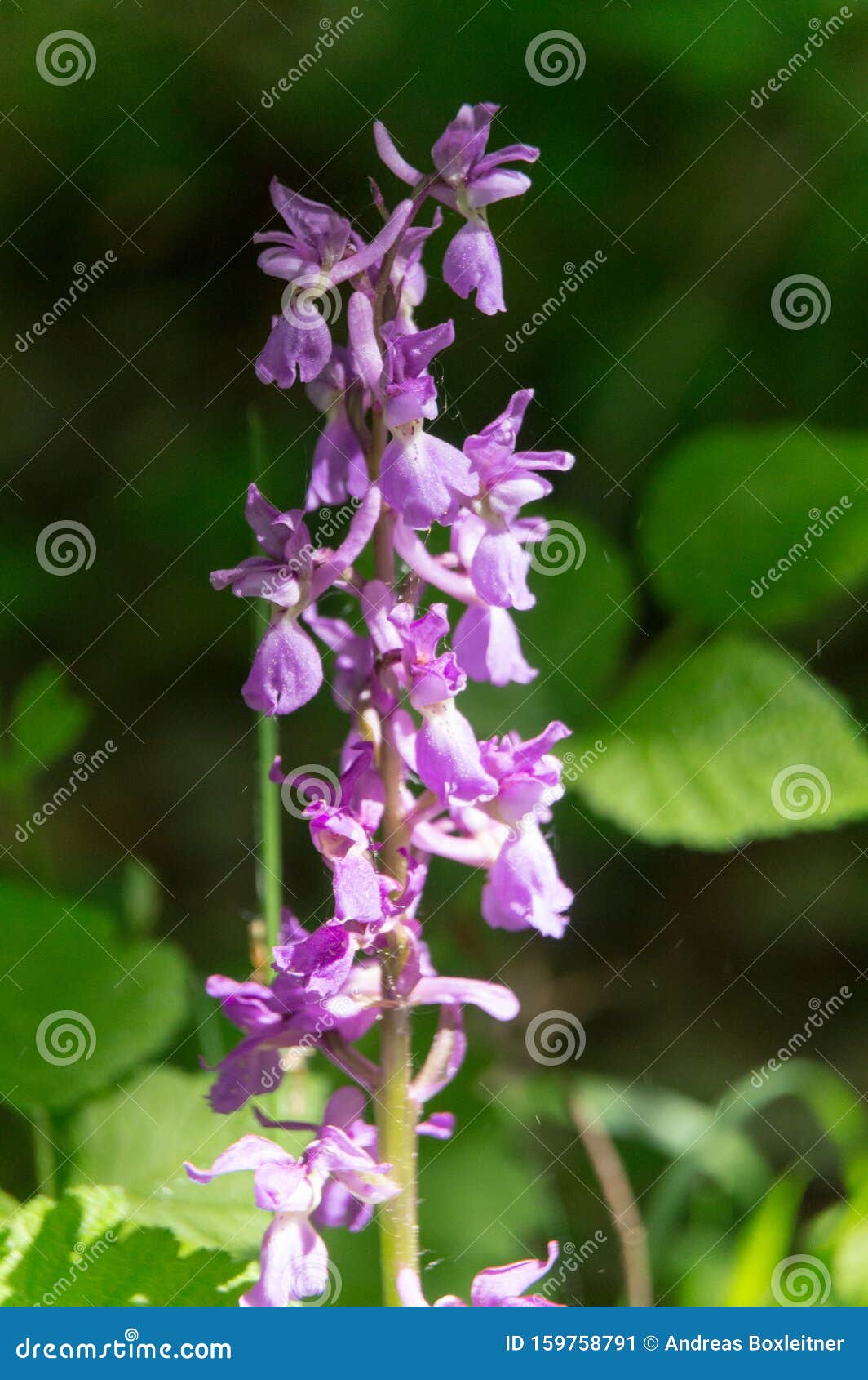Wild Orich Blossom in Western Germany Stock Image - Image of nature ...