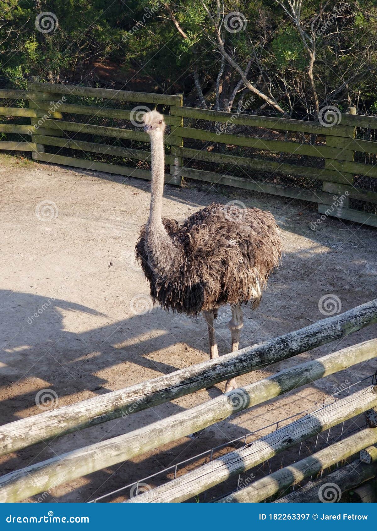 Wild wild ostrich stock image. Image of goose, wild - 182263397