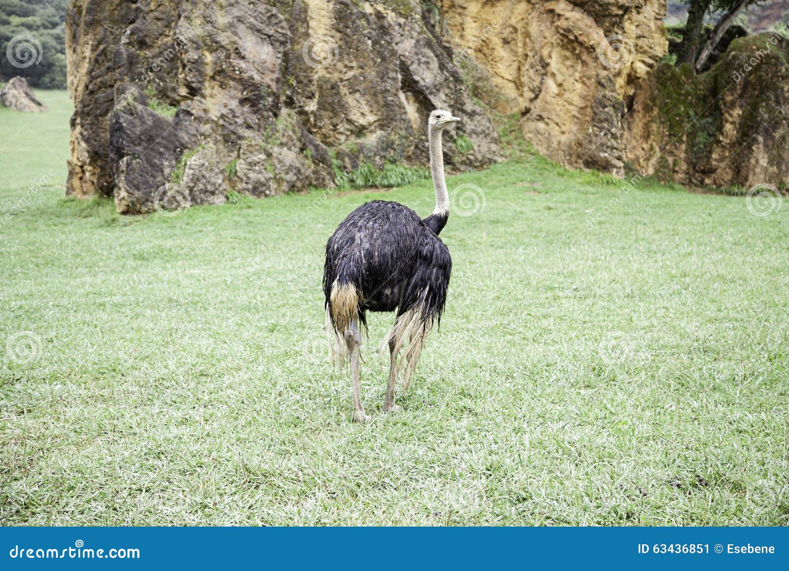 Wild ostrich stock image. Image of african, head, beauty - 63436851