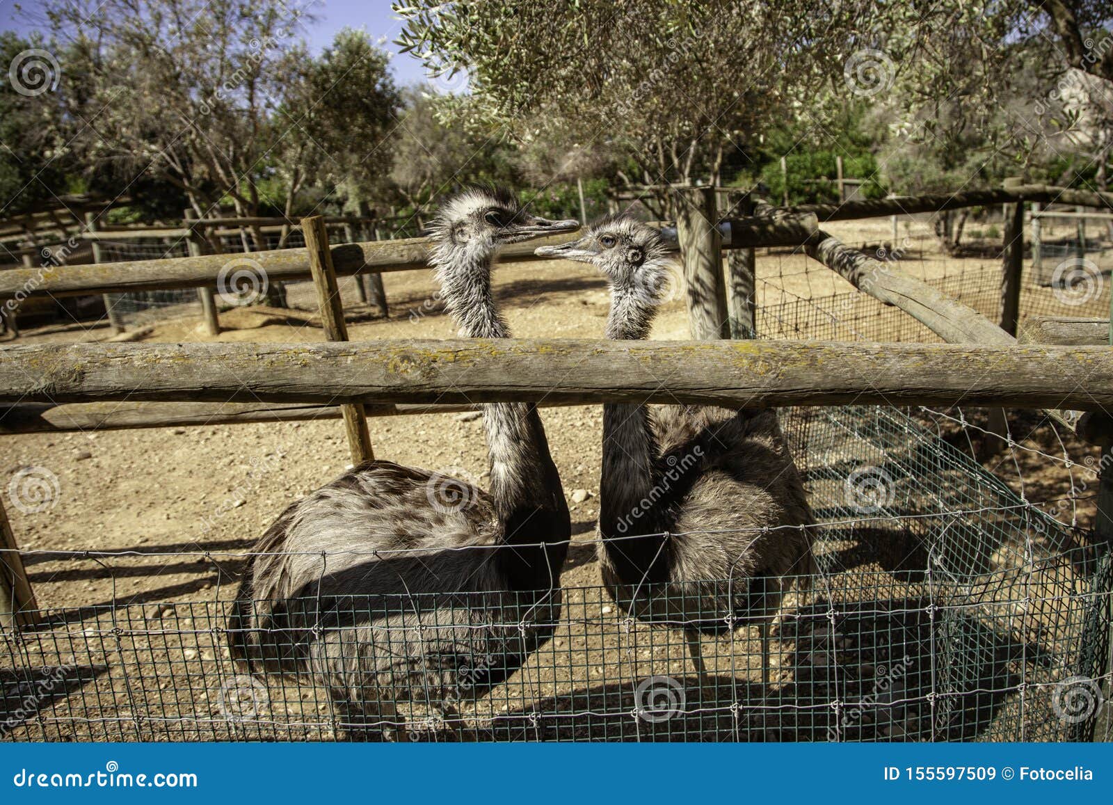 Wild ostrich stock image. Image of bigbird, nature, closeup - 155597509