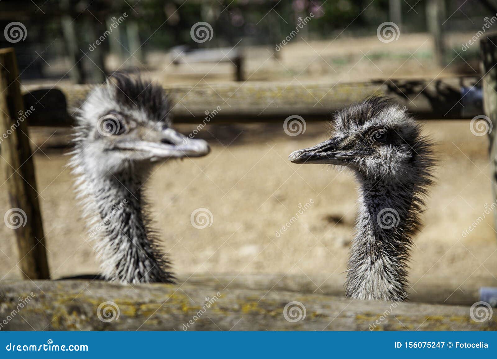 Wild ostrich stock image. Image of bird, close, farm - 156075247