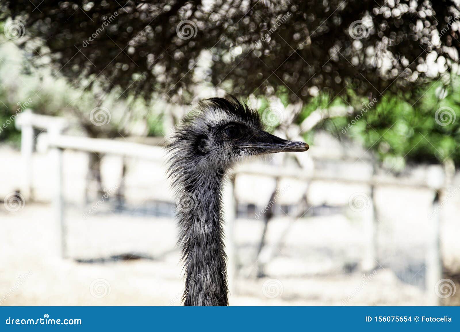 Wild ostrich stock photo. Image of neck, common, nature - 156075654