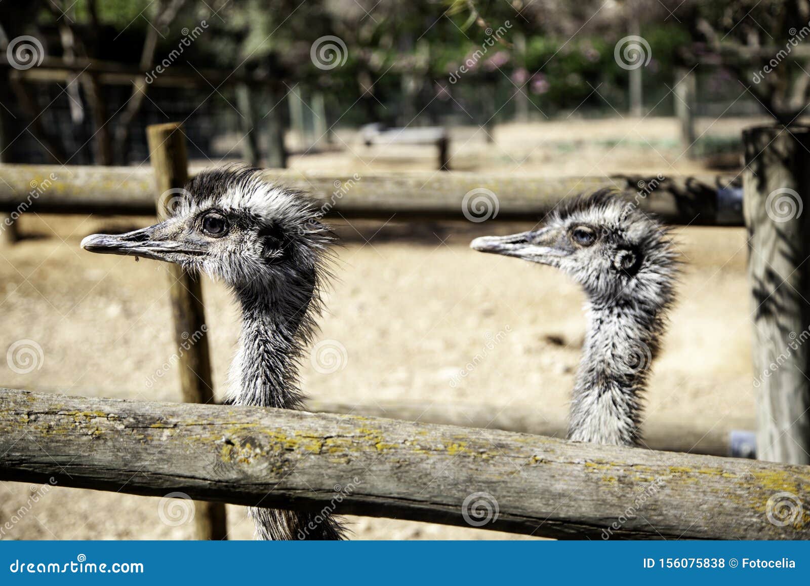 Wild ostrich stock photo. Image of africa, common, natural - 156075838