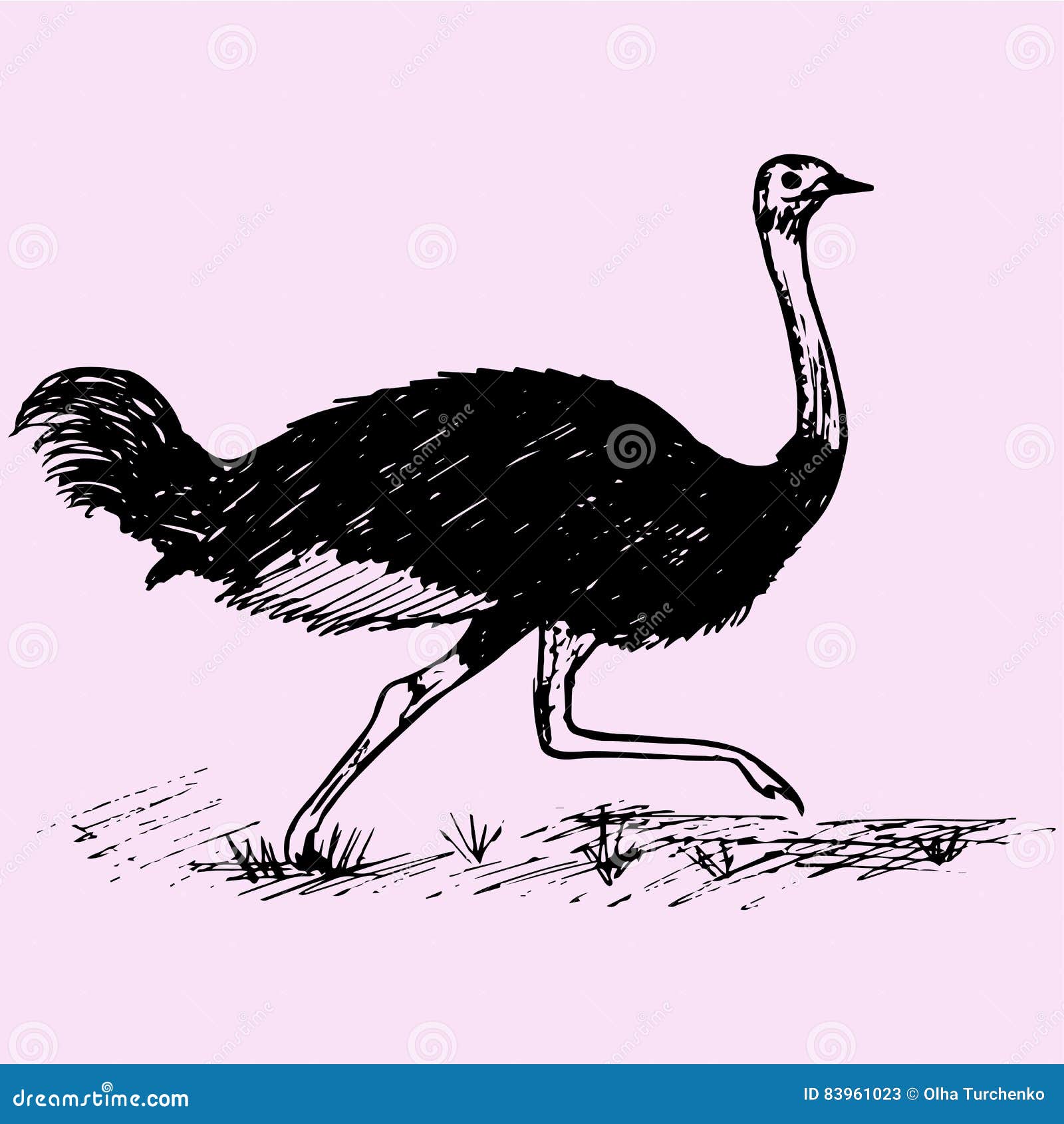 Wild ostrich stock vector. Illustration of africa, engraving - 83961023