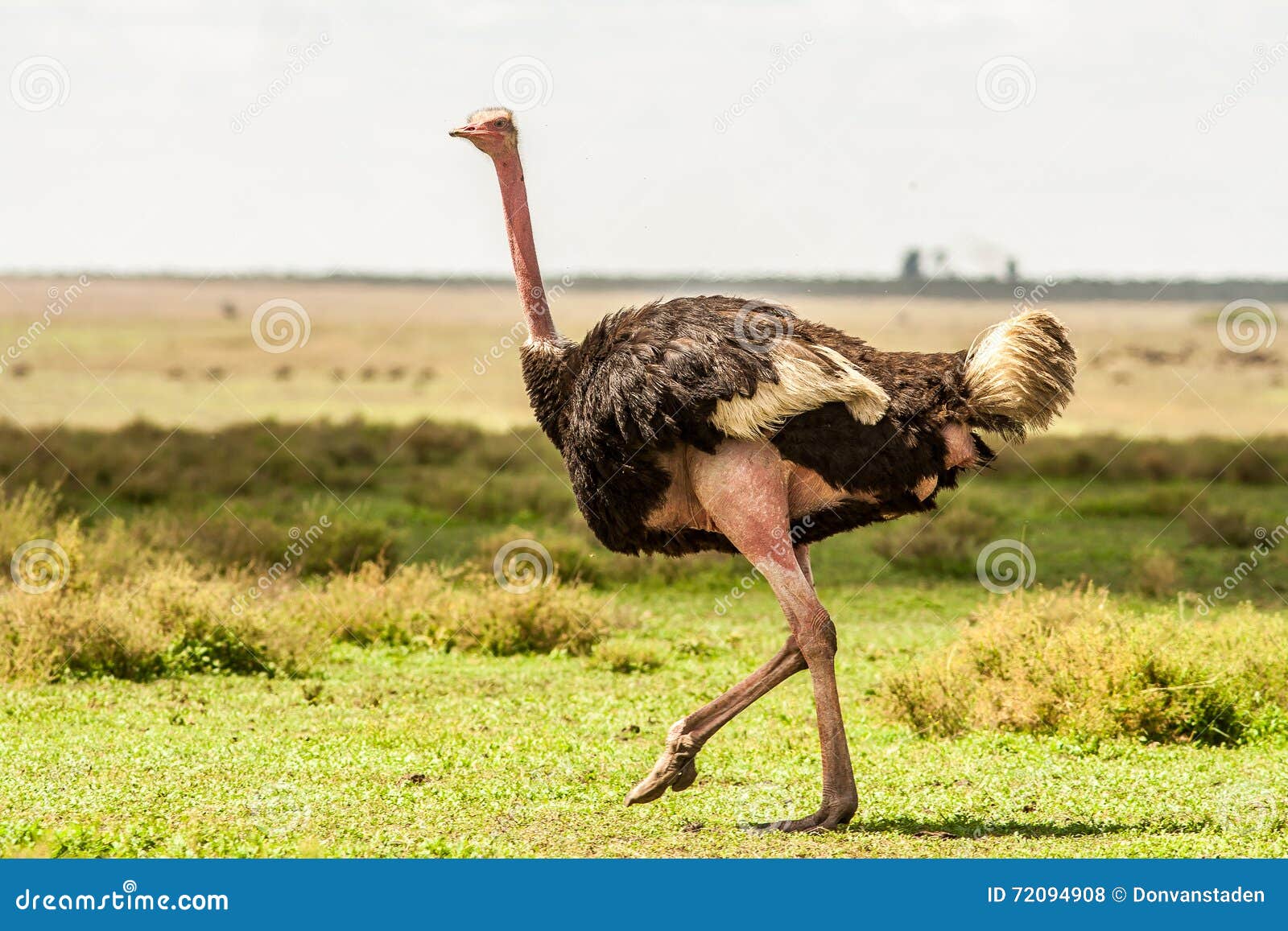 Wild Ostrich stock photo. Image of africa, wildlife, national - 72094908