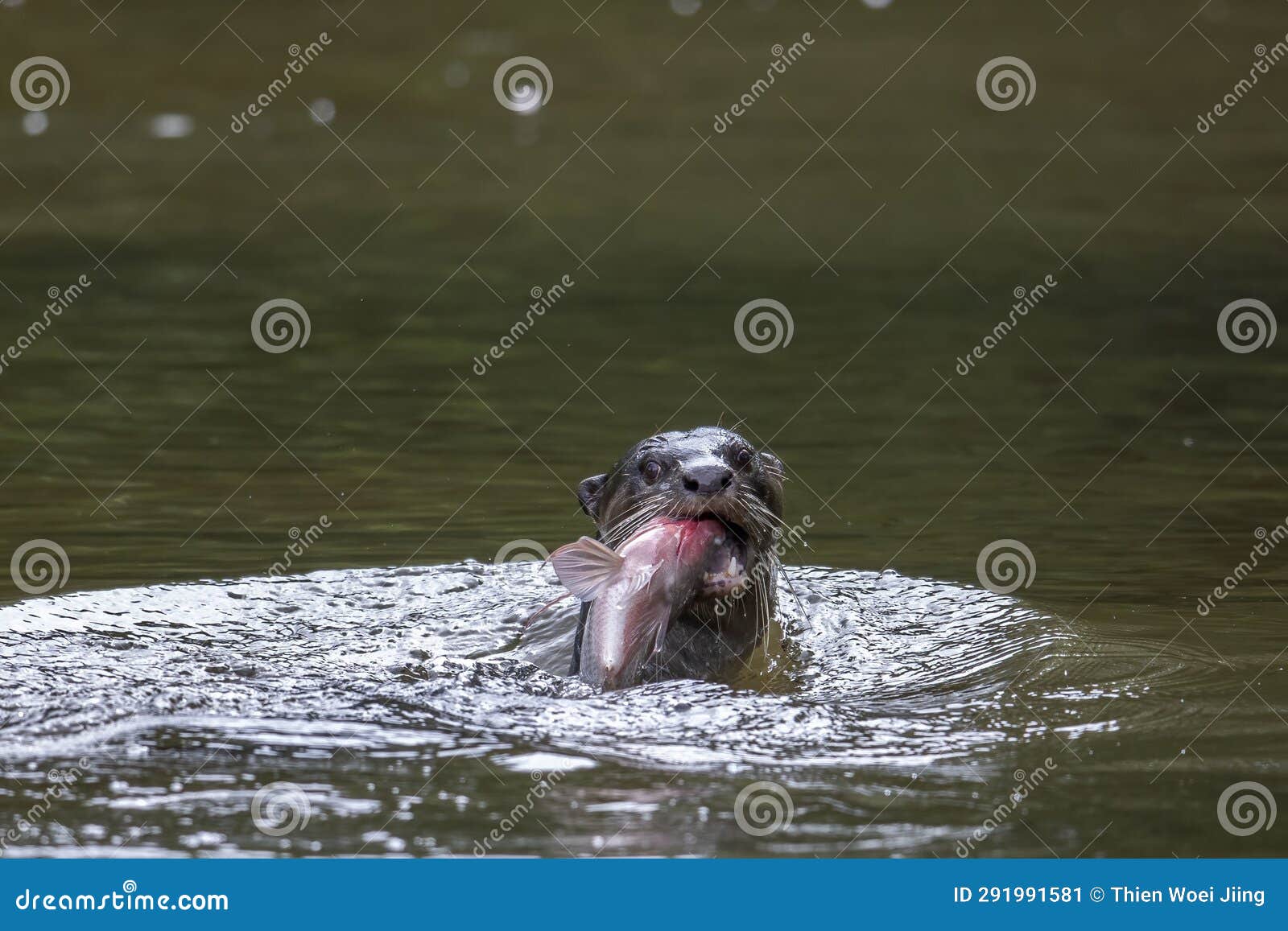 Wild Otter Catching Fish on a River Stock Image - Image of eurasian ...