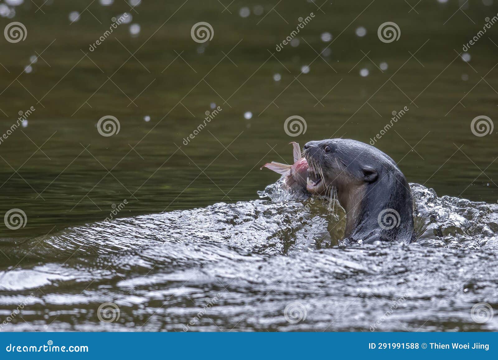 Wild Otter Catching Fish on a River Stock Photo - Image of endangered ...