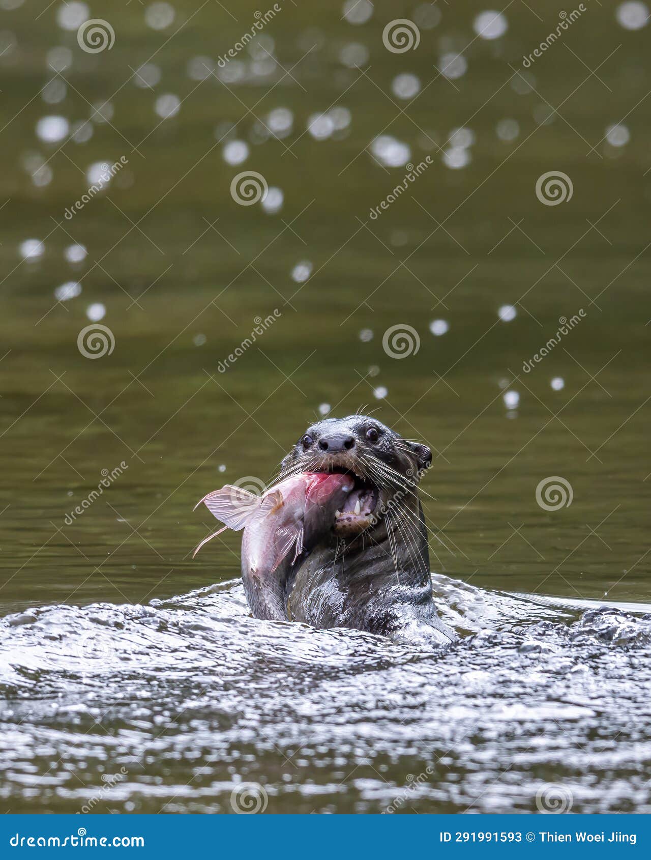 Wild Otter Catching Fish on a River Stock Image - Image of animal, fish ...