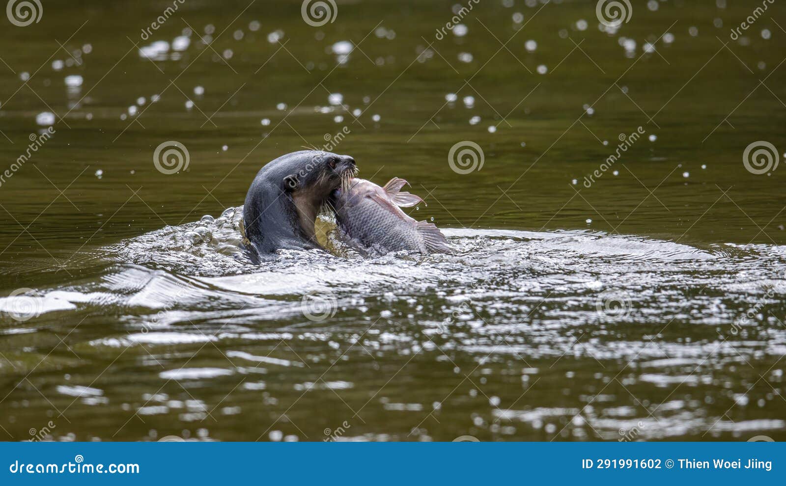 Wild Otter Catching Fish on a River Stock Photo - Image of fish, animal ...